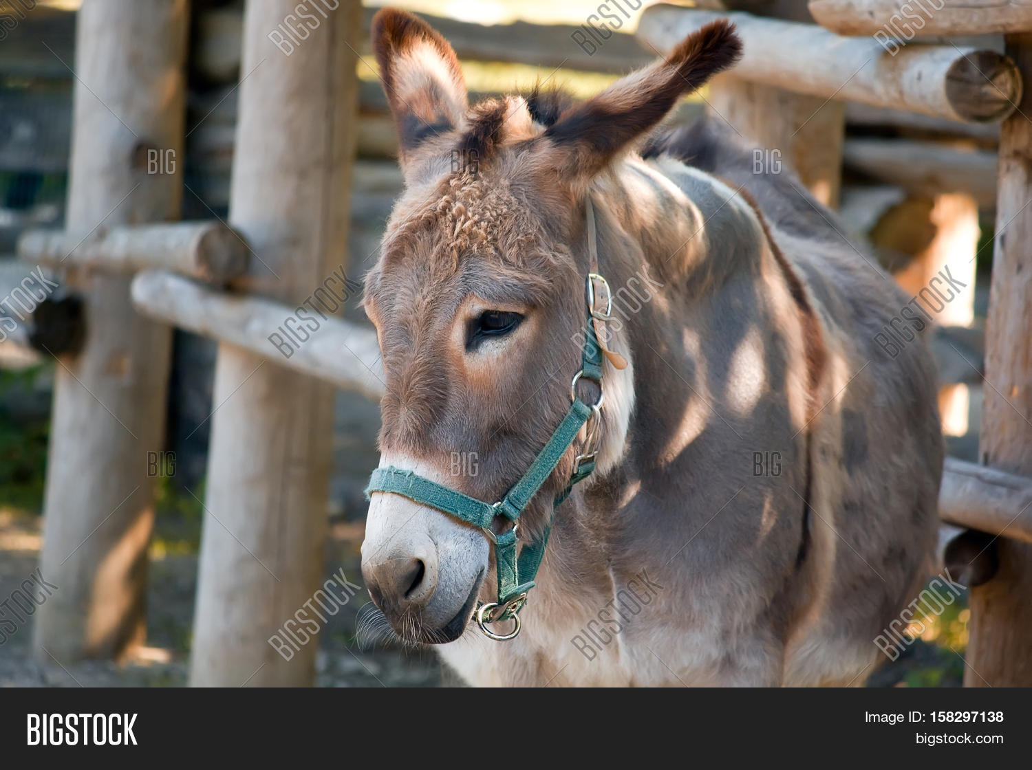 Sad Donkey Snaffle On Image & Photo (Free Trial) | Bigstock