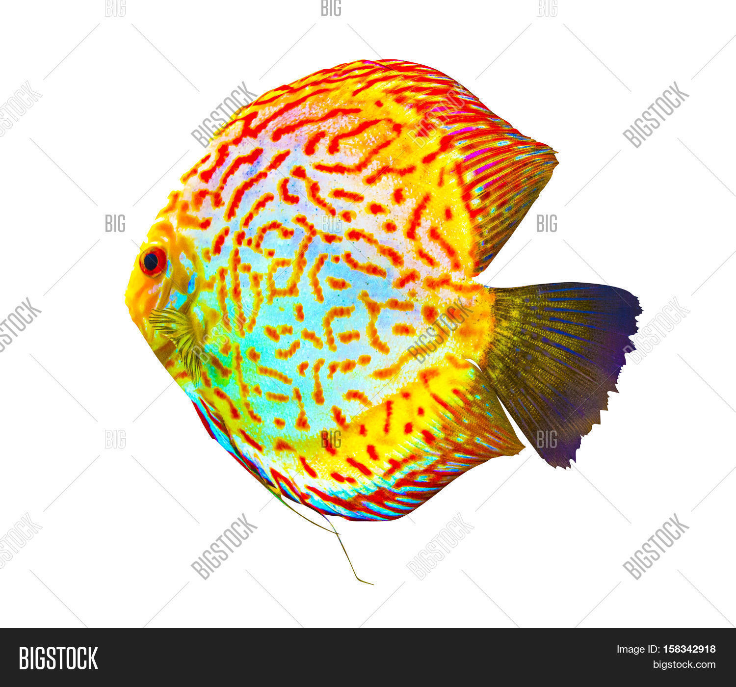 Discus. Discus Image & Photo (Free Trial) | Bigstock