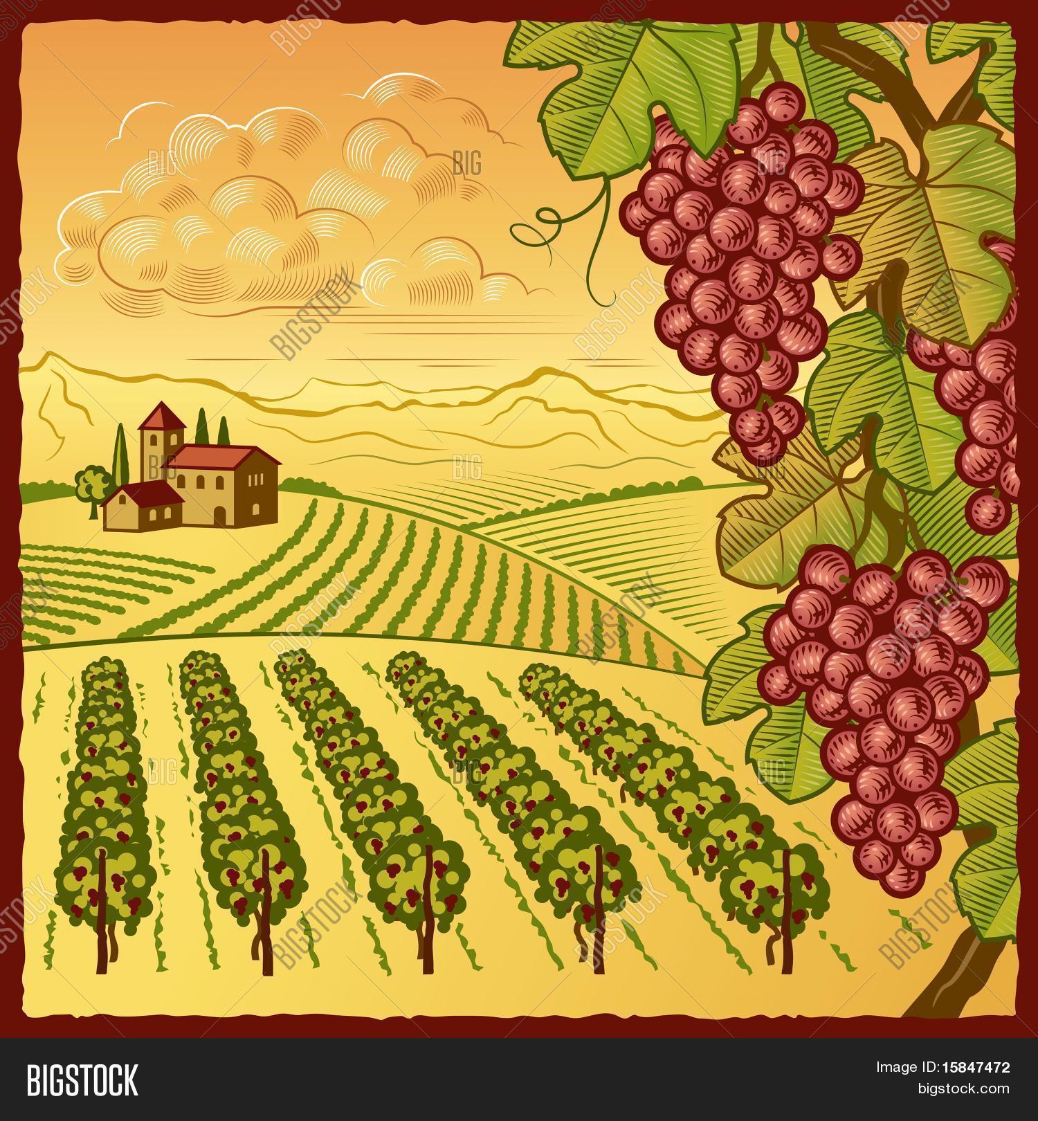 Vineyard Landscape Vector & Photo (Free Trial) | Bigstock