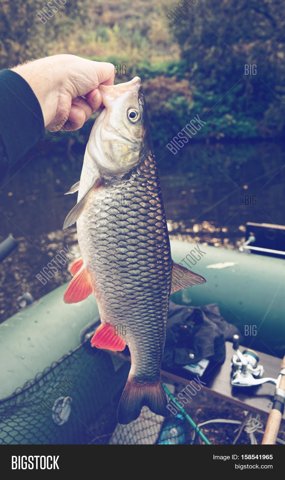 Really Big Chub Image & Photo (Free Trial) | Bigstock