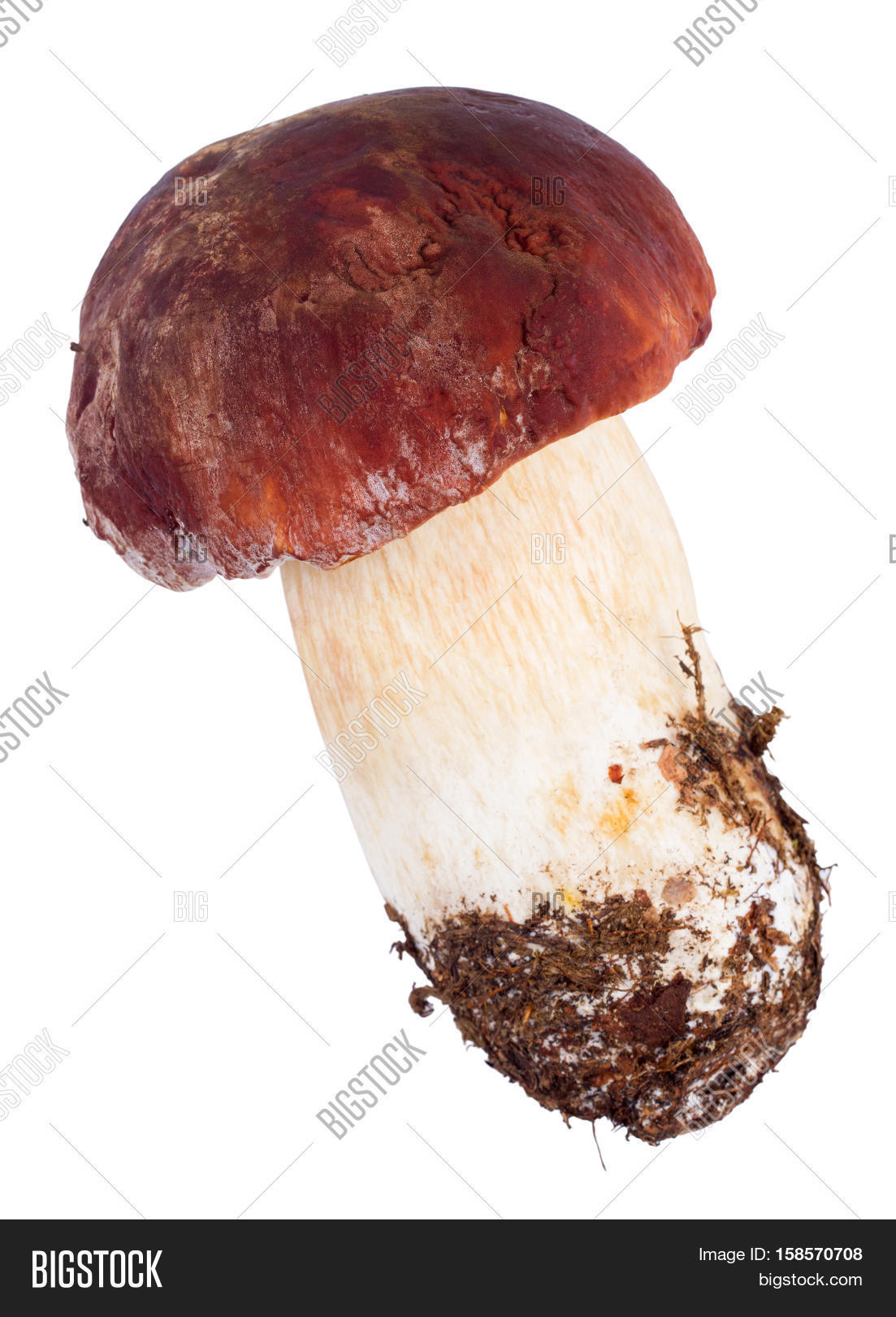 Raw Cepe Isolated On Image & Photo (Free Trial) | Bigstock