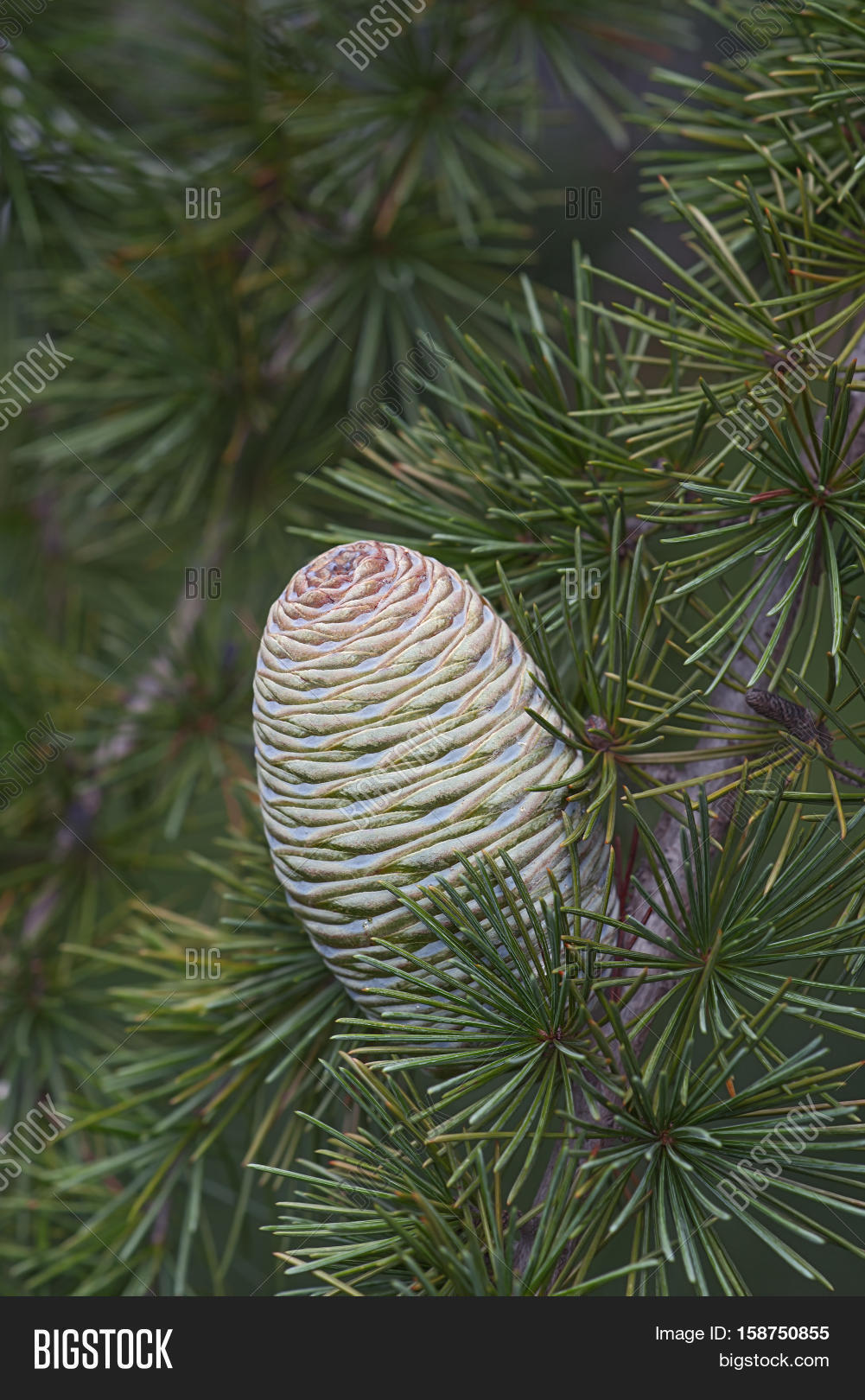 Cone Deodar Cedar ( Image & Photo (Free Trial) | Bigstock