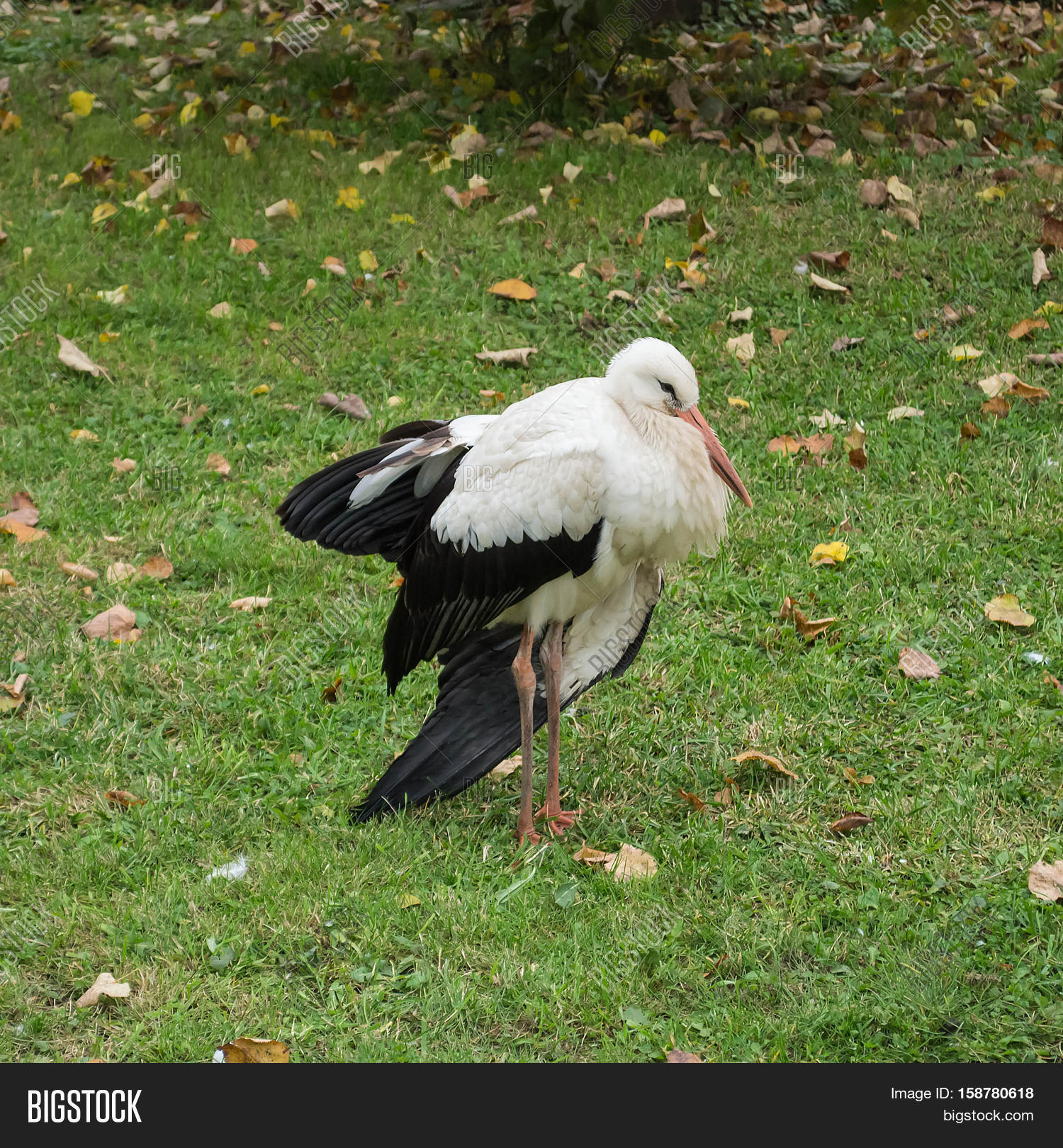 Little Stork Stands Image & Photo (Free Trial) | Bigstock