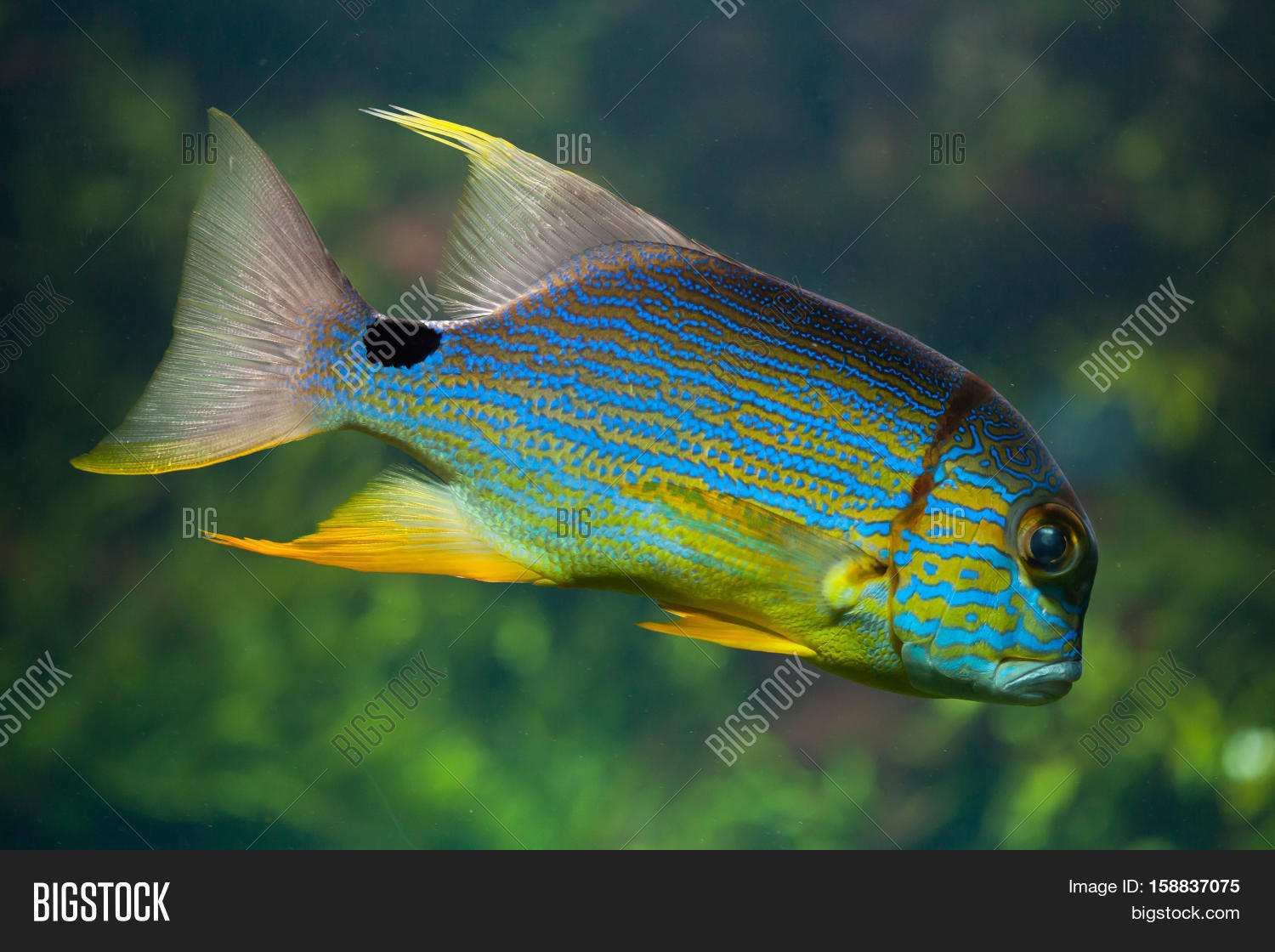 Sailfin Snapper ( Image & Photo (Free Trial) | Bigstock