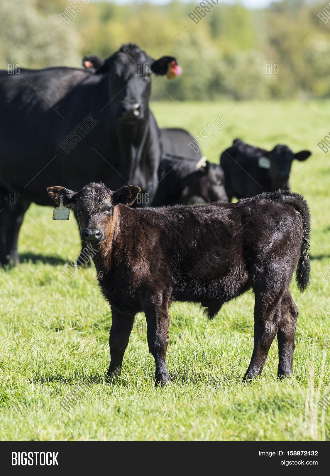 Young Black Angus Calf Image & Photo (Free Trial) | Bigstock