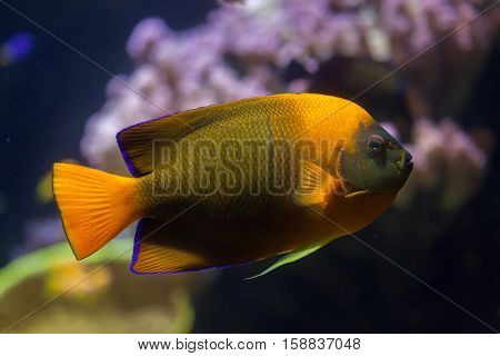 Clarion Angelfish ( Image & Photo (Free Trial) | Bigstock