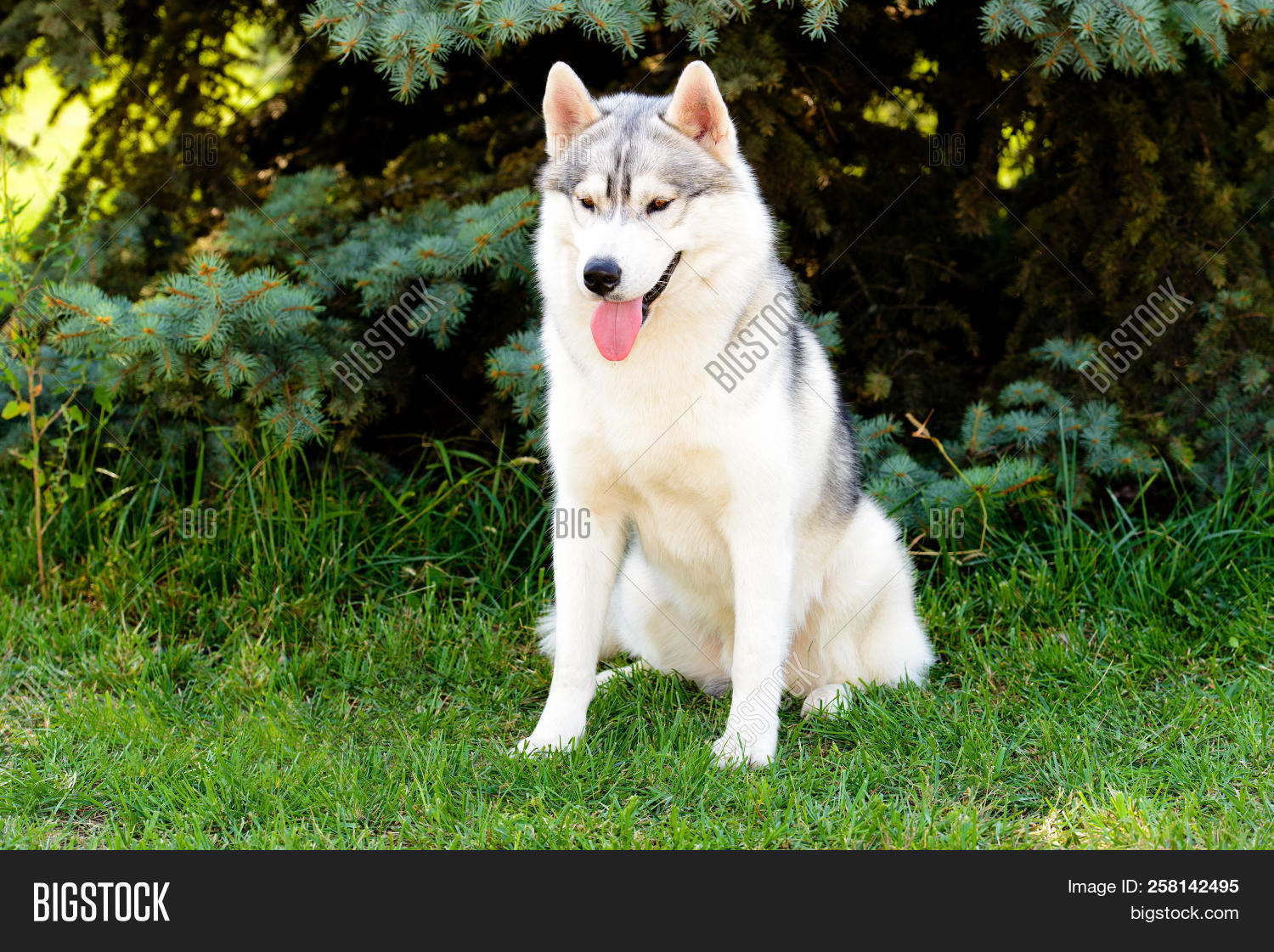 Husky Full Face. Husky Image & Photo (Free Trial) | Bigstock