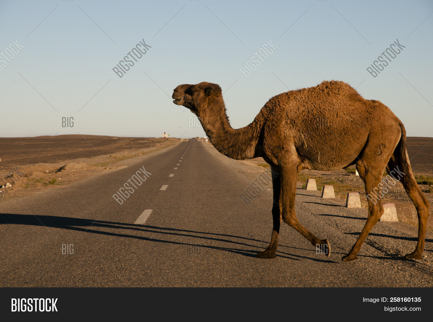 Camel Crossing Street Image & Photo (Free Trial) | Bigstock