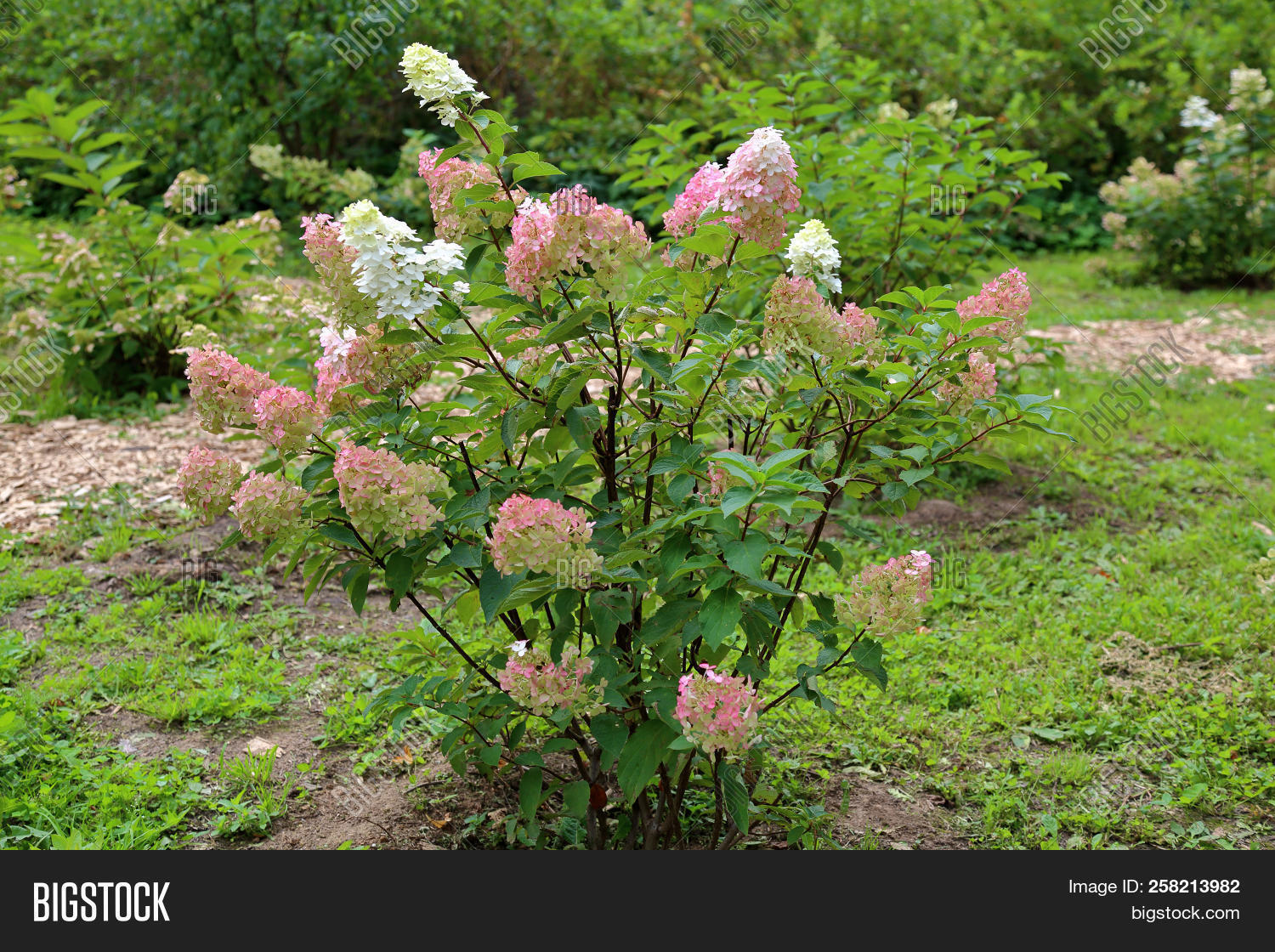 Flowering White Pink Image & Photo (Free Trial) | Bigstock