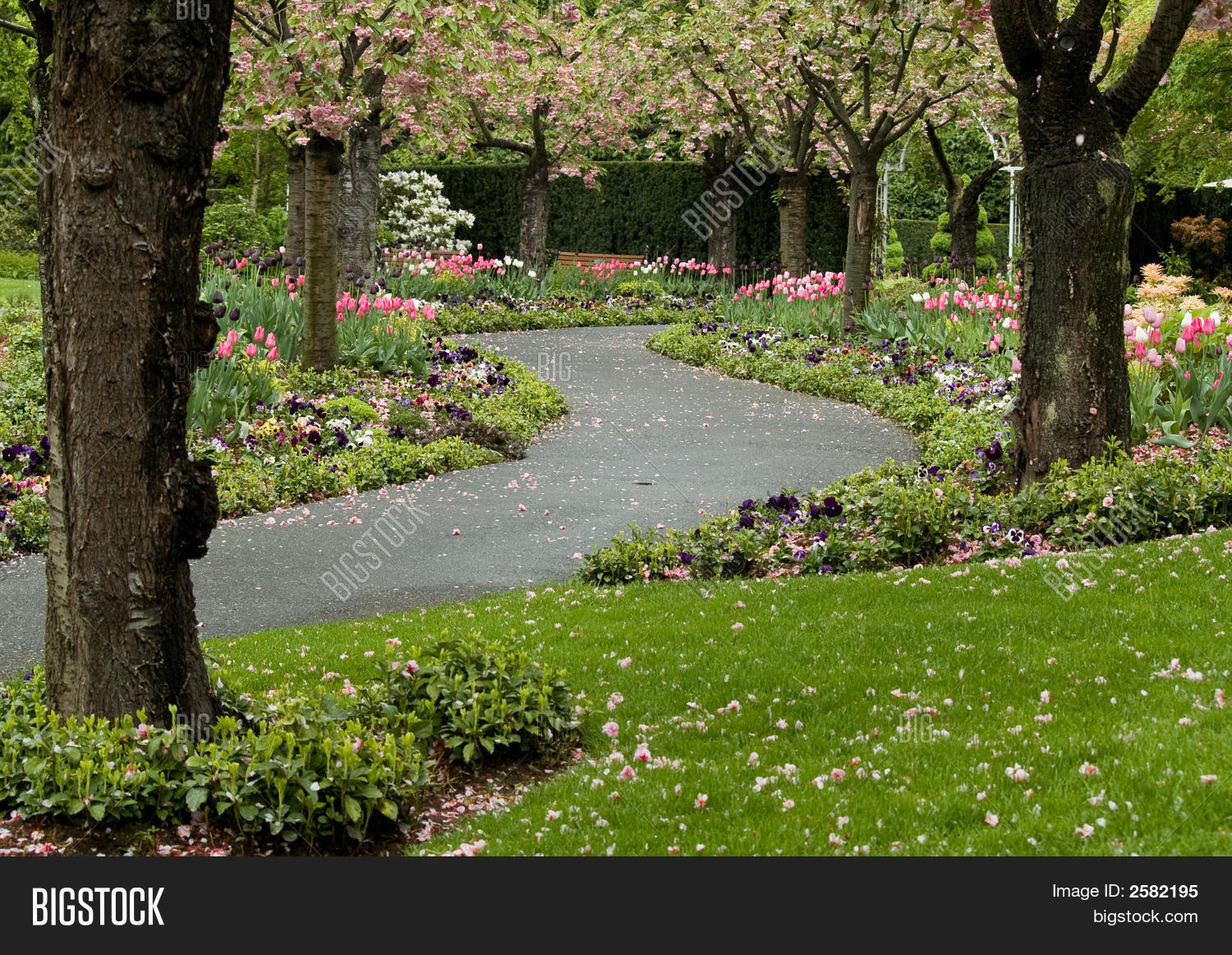 Blossom Path Image & Photo (Free Trial) | Bigstock
