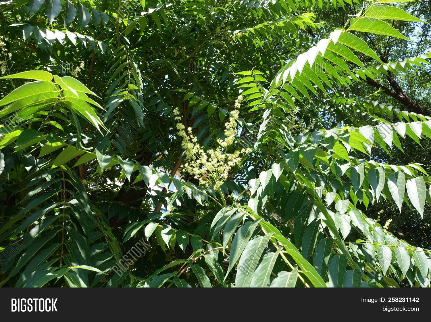 Large Panicles White Image & Photo (Free Trial) | Bigstock