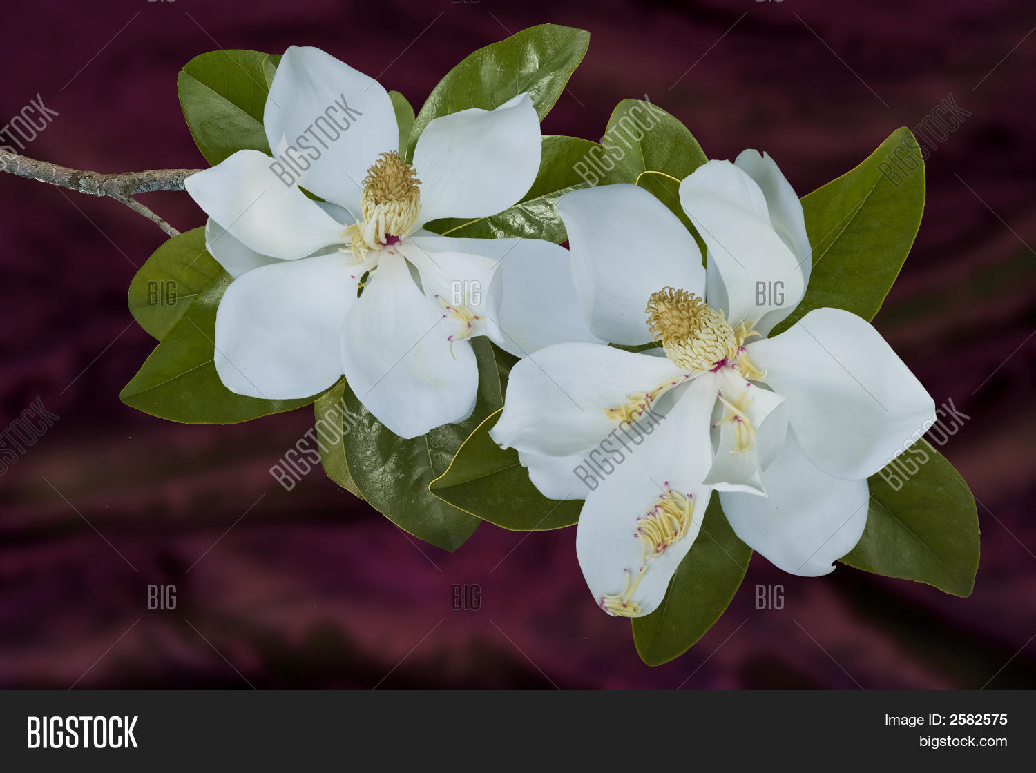 Two Southern Magnolia Image & Photo (Free Trial) | Bigstock