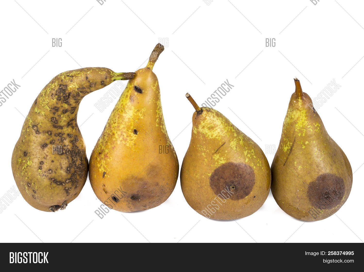 Four Worm Pears Maggot Image & Photo (Free Trial) | Bigstock