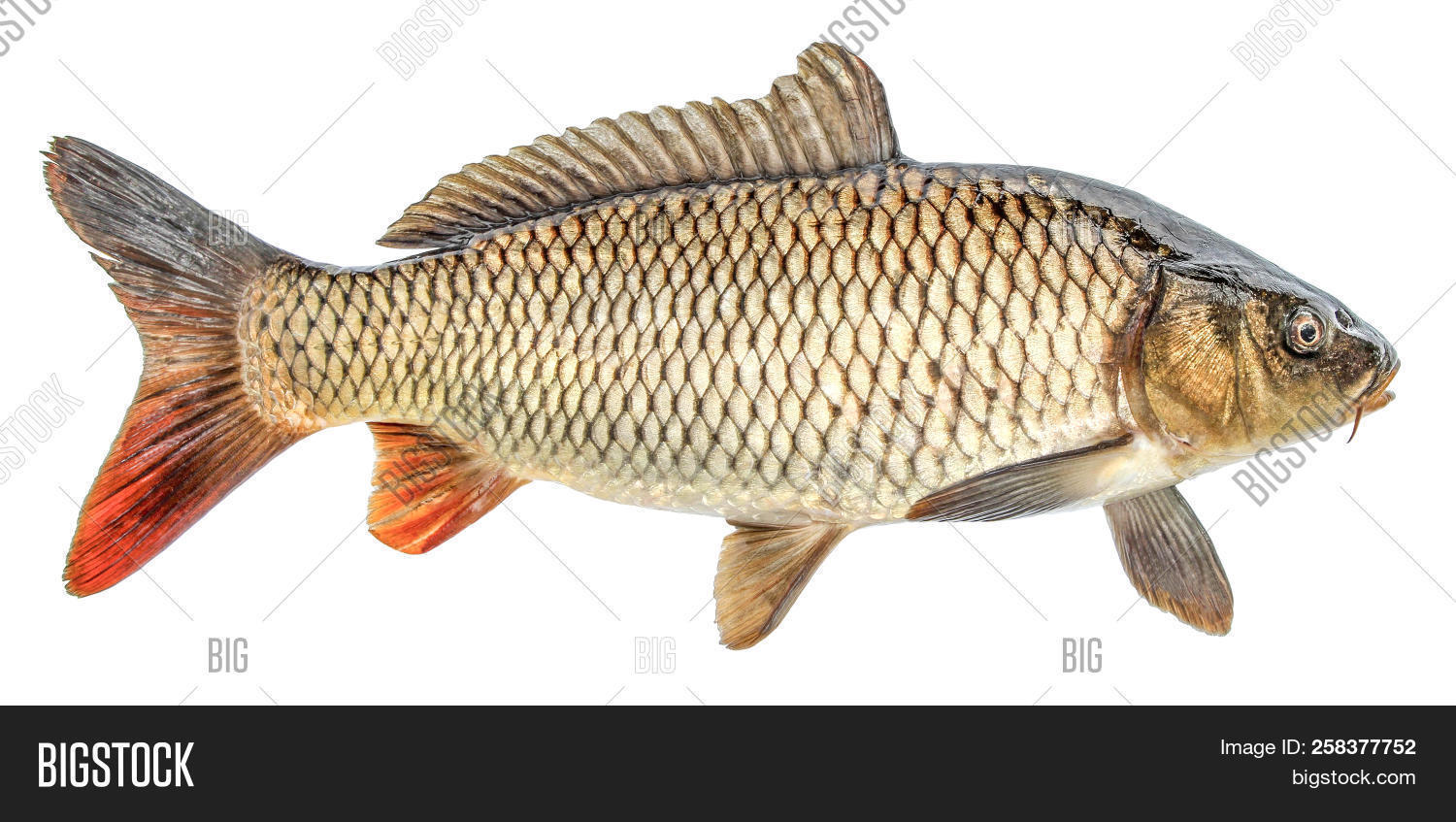 River Carp Fish Image & Photo (Free Trial) | Bigstock