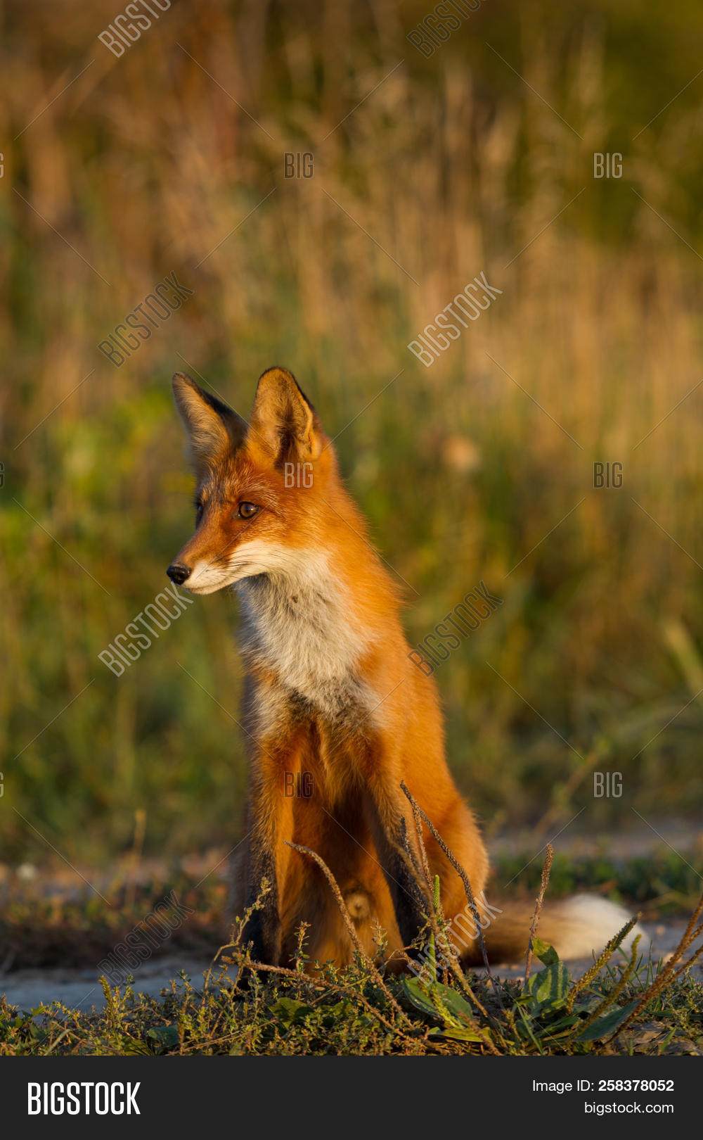 Cute, Young, Fiery, Image & Photo (Free Trial) | Bigstock