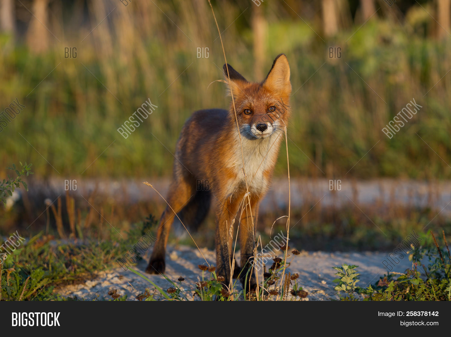 Cute, Young, Fiery, Image & Photo (Free Trial) | Bigstock