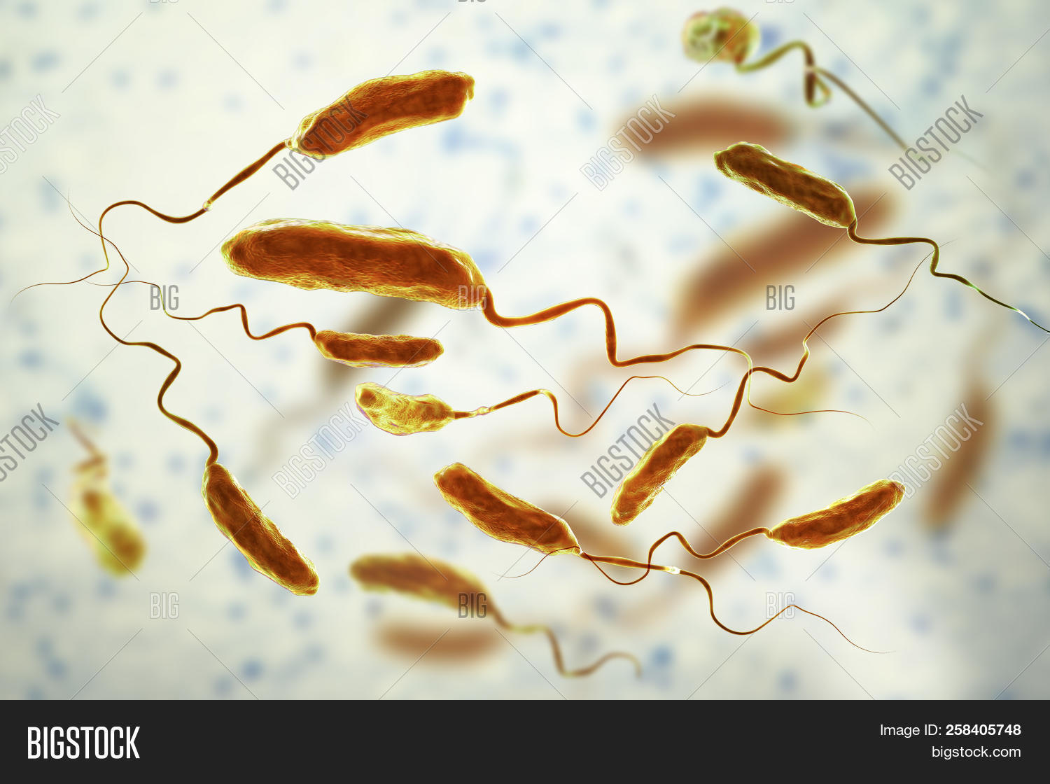 Vibrio Cholerae Image & Photo (Free Trial) | Bigstock