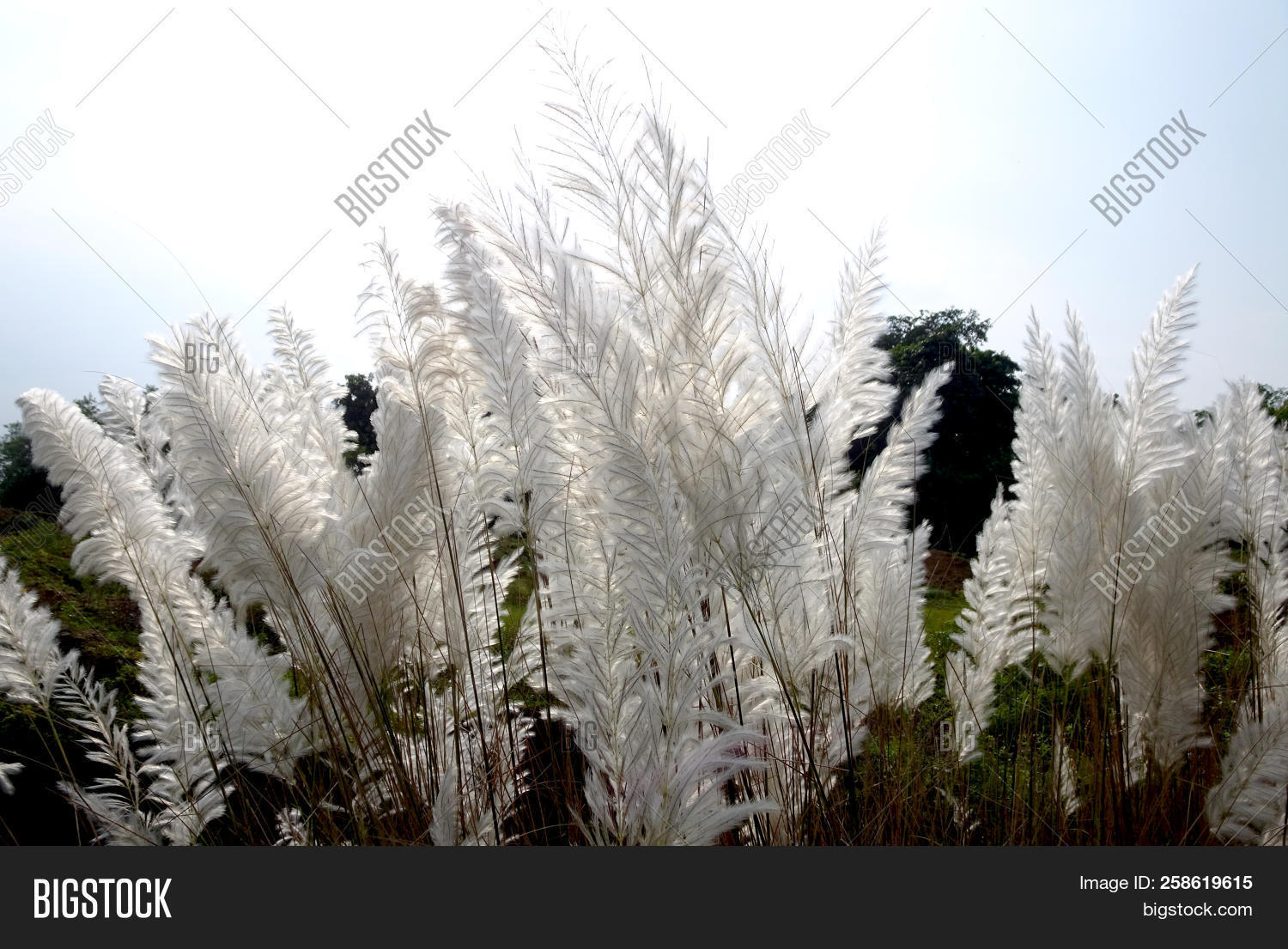 Beautiful White Kash Image & Photo (Free Trial) | Bigstock
