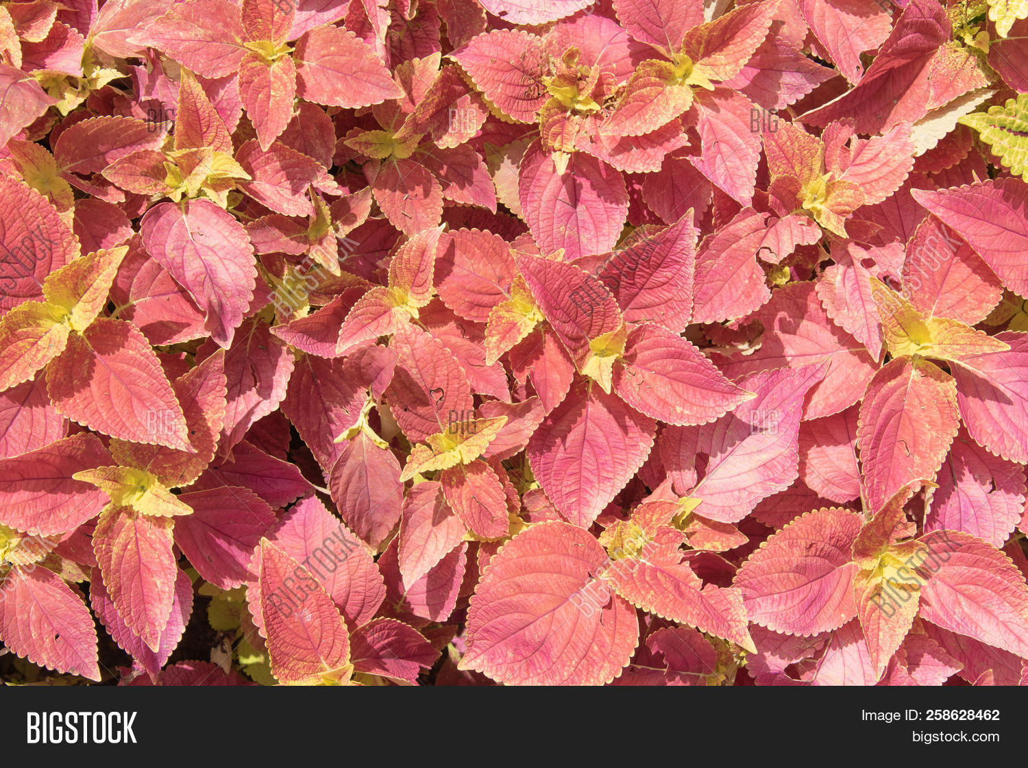 Yellow Red Perilla Image & Photo (Free Trial) | Bigstock