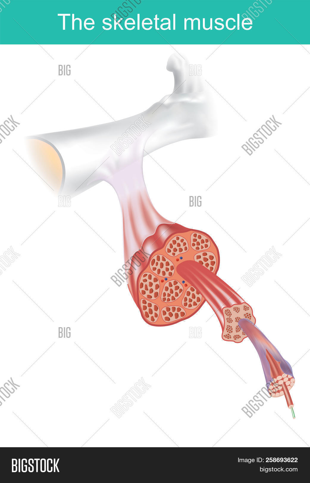 Skeletal Muscle One Image & Photo (Free Trial) | Bigstock