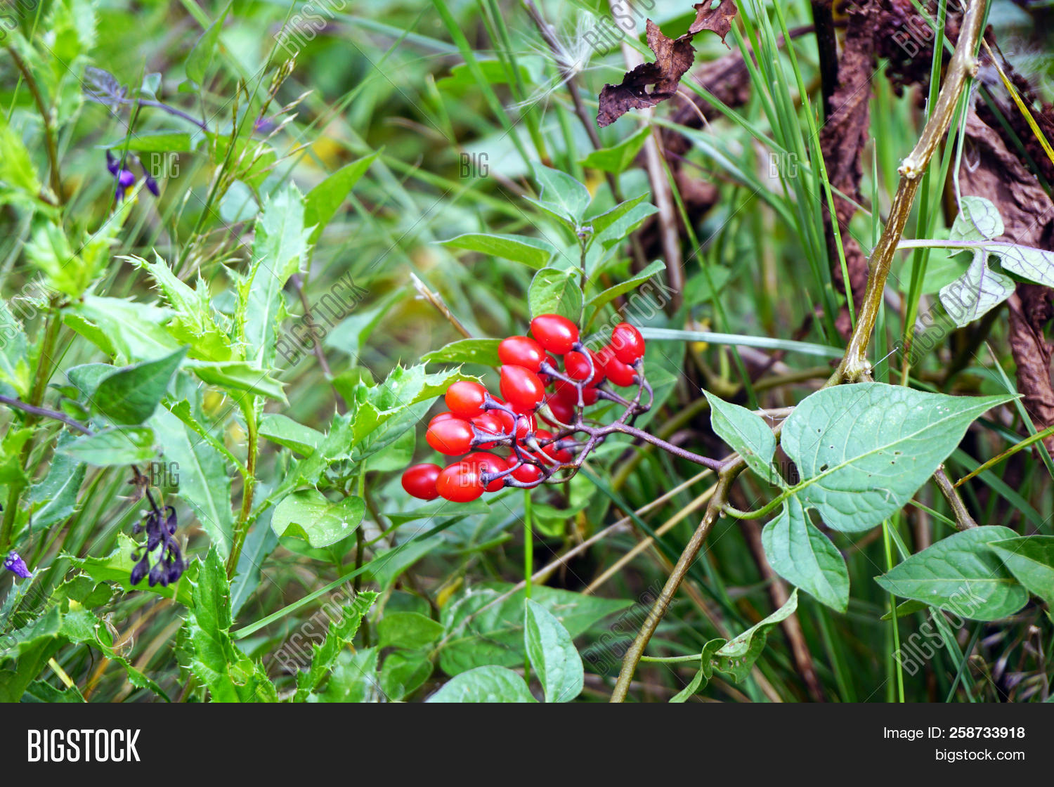 Cluster Ripe Poisonous Image & Photo (Free Trial) | Bigstock