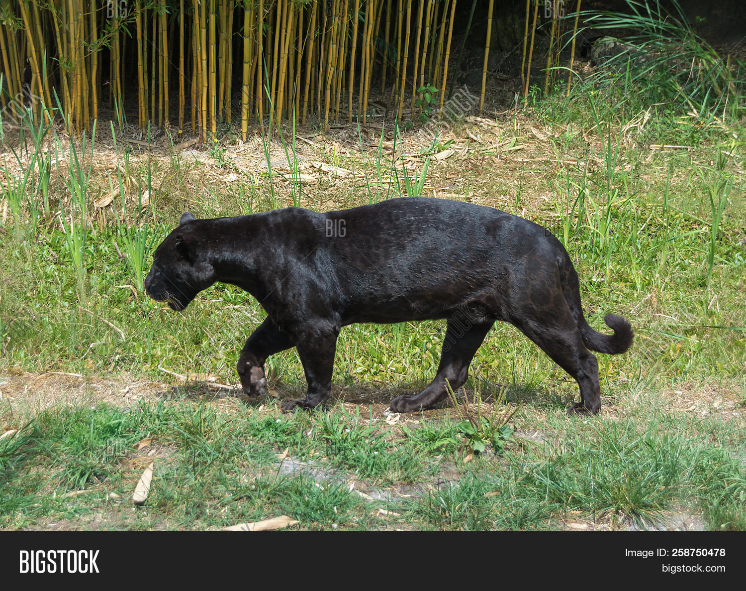 Black Panther On Lawn Image & Photo (Free Trial) | Bigstock