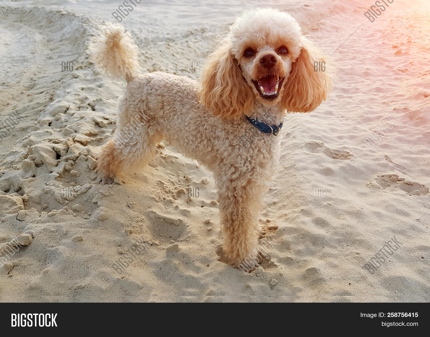 Cute Poodle Puppy Image & Photo (Free Trial) | Bigstock