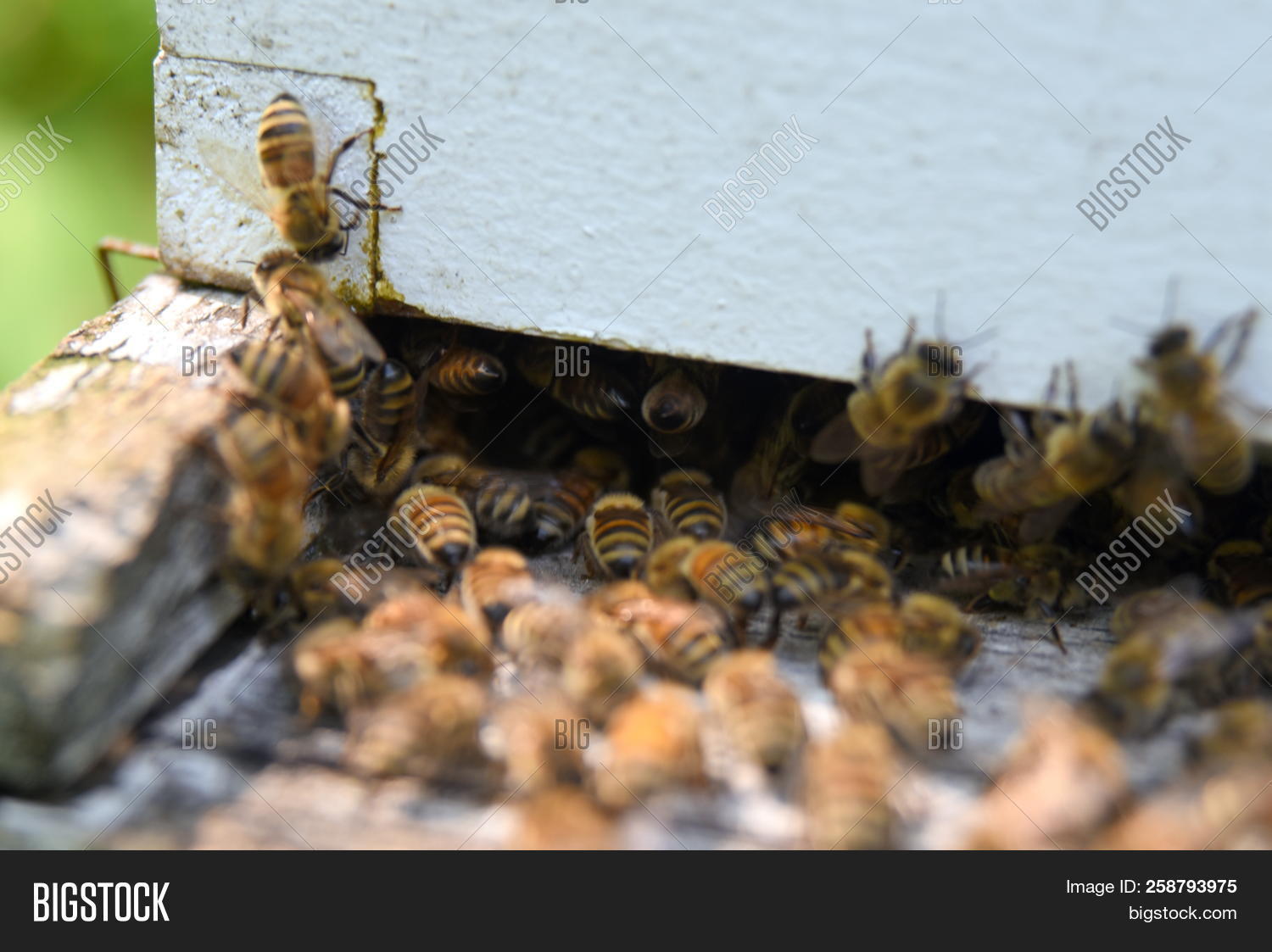 Bees Front Hive Image & Photo (Free Trial) | Bigstock