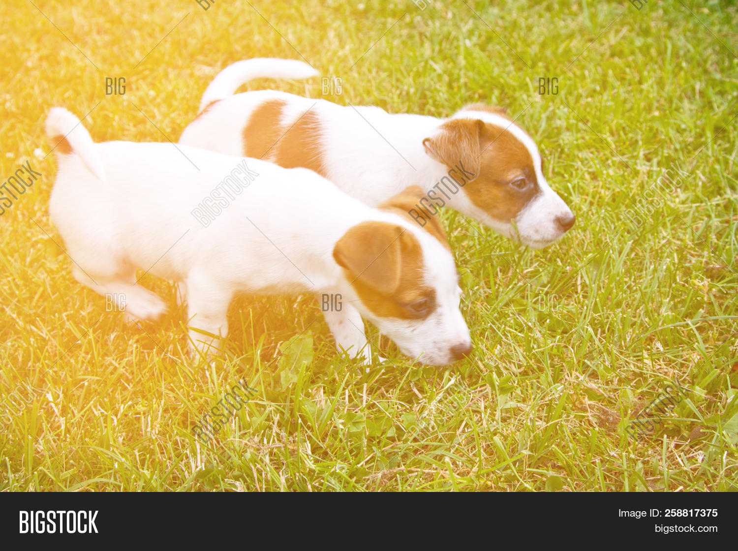 Little Puppys Walking Image & Photo (Free Trial) | Bigstock