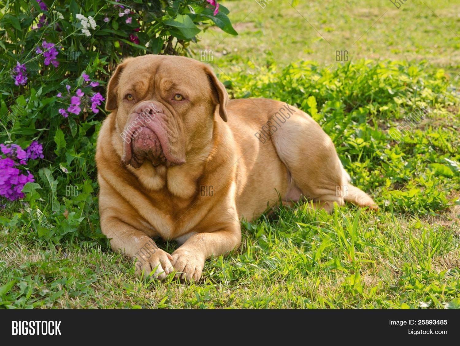French Mastiff Guard Image & Photo (Free Trial) | Bigstock