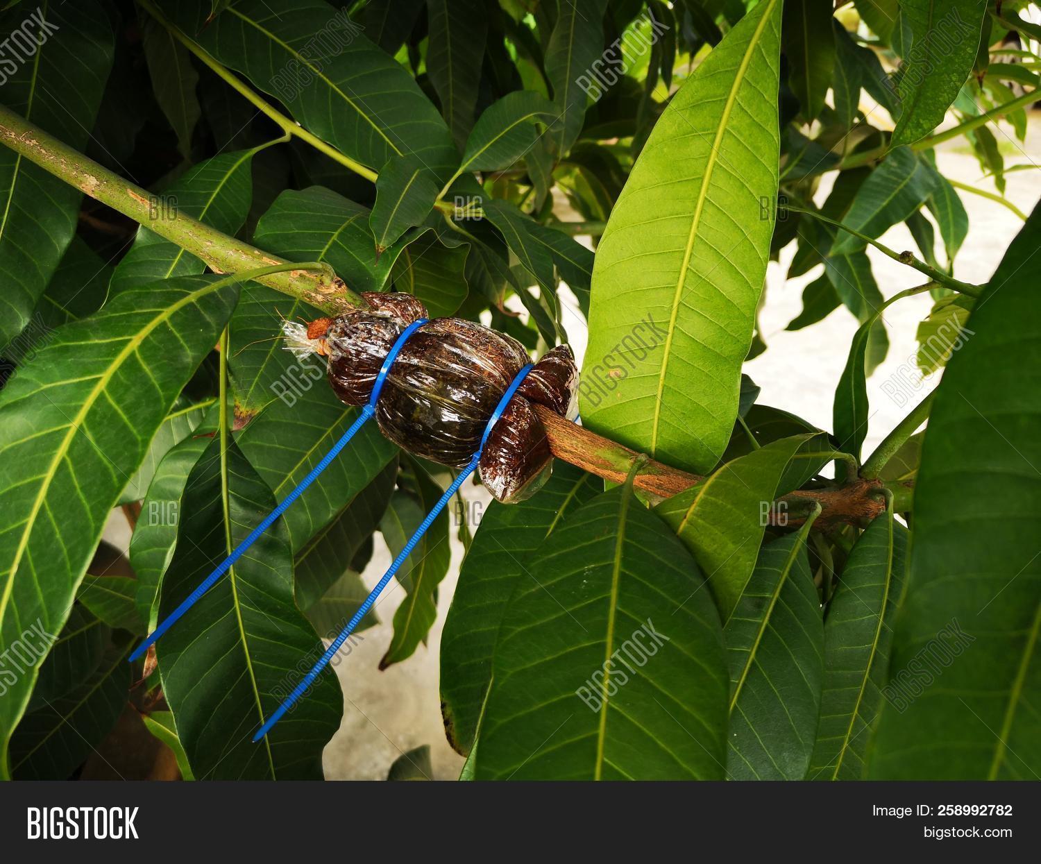 Layering Reproduction