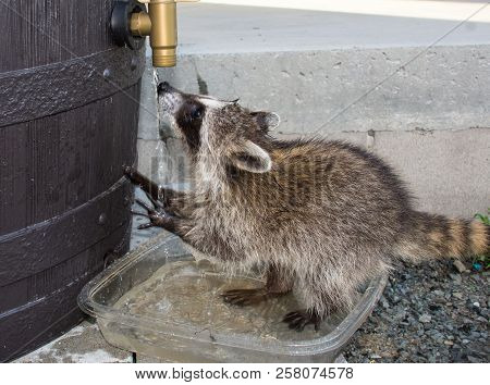 Side View Baby Raccoon Image & Photo (Free Trial) | Bigstock
