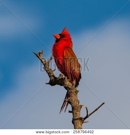 Close Male Cardinal Image & Photo (Free Trial) | Bigstock