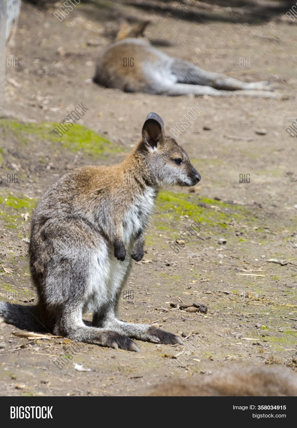 Red-necked Wallaby Image & Photo (Free Trial) | Bigstock