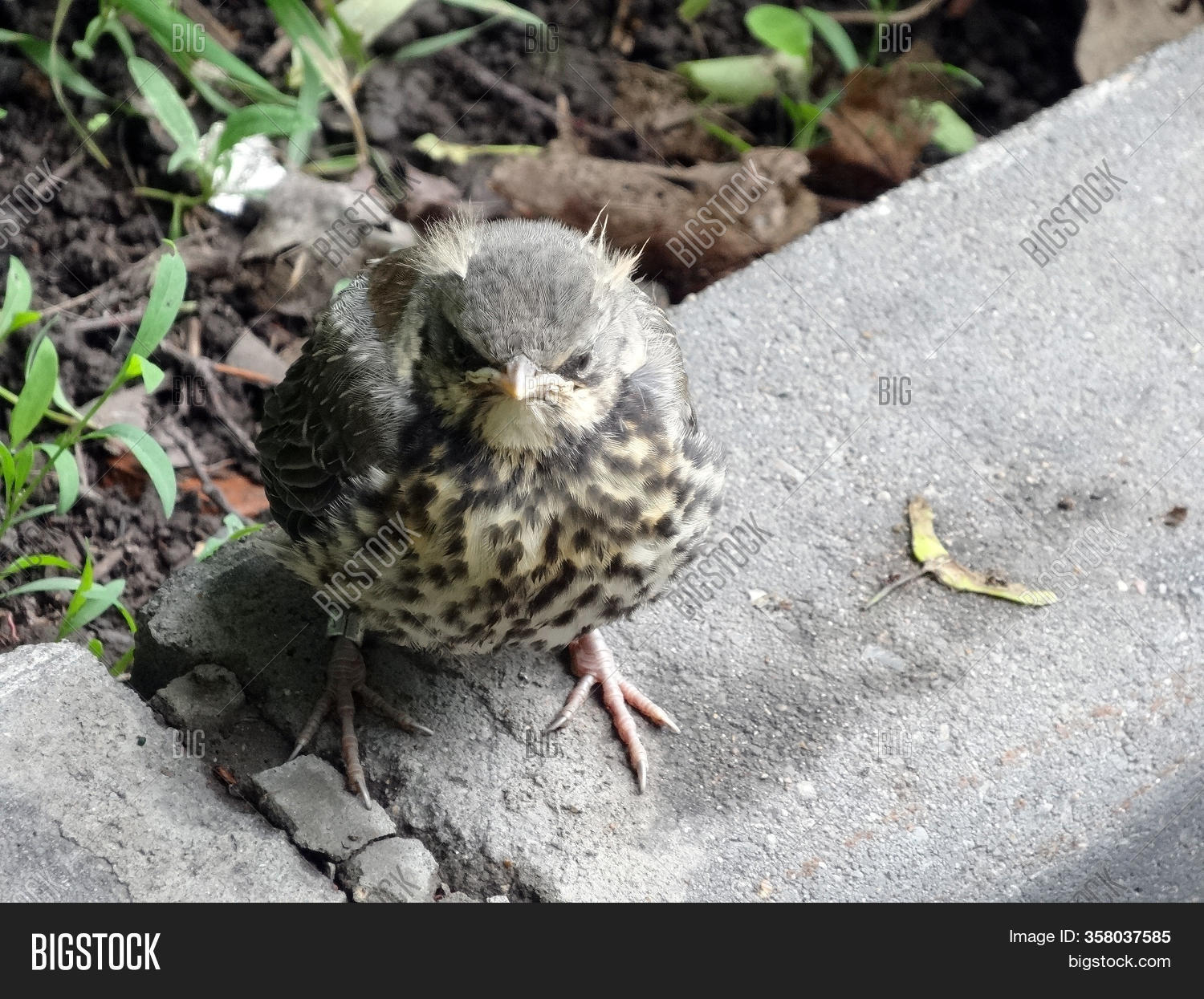 Young Chick Thrush Image & Photo (Free Trial) | Bigstock