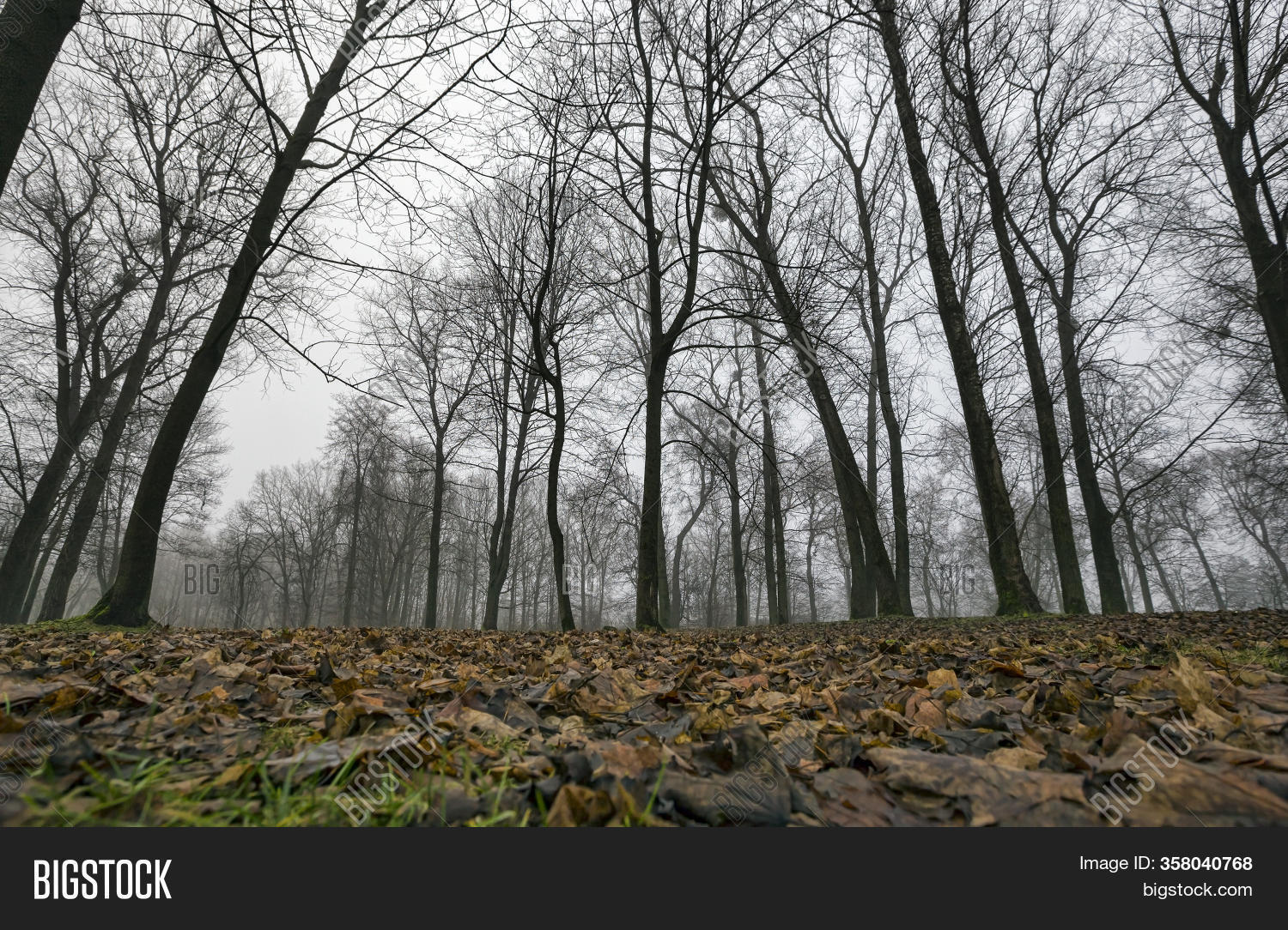 Dreary Autumn Forest Image & Photo (Free Trial) | Bigstock