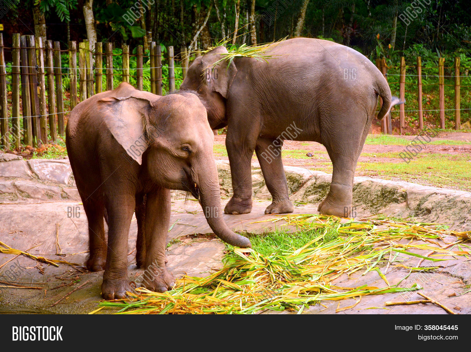 Sabah, Malaysia - Dec Image & Photo (Free Trial) | Bigstock