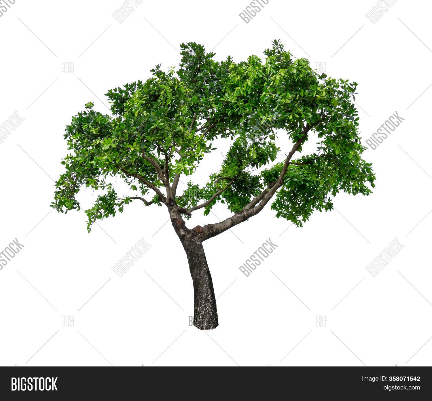Single Green Tree Image & Photo (Free Trial) | Bigstock