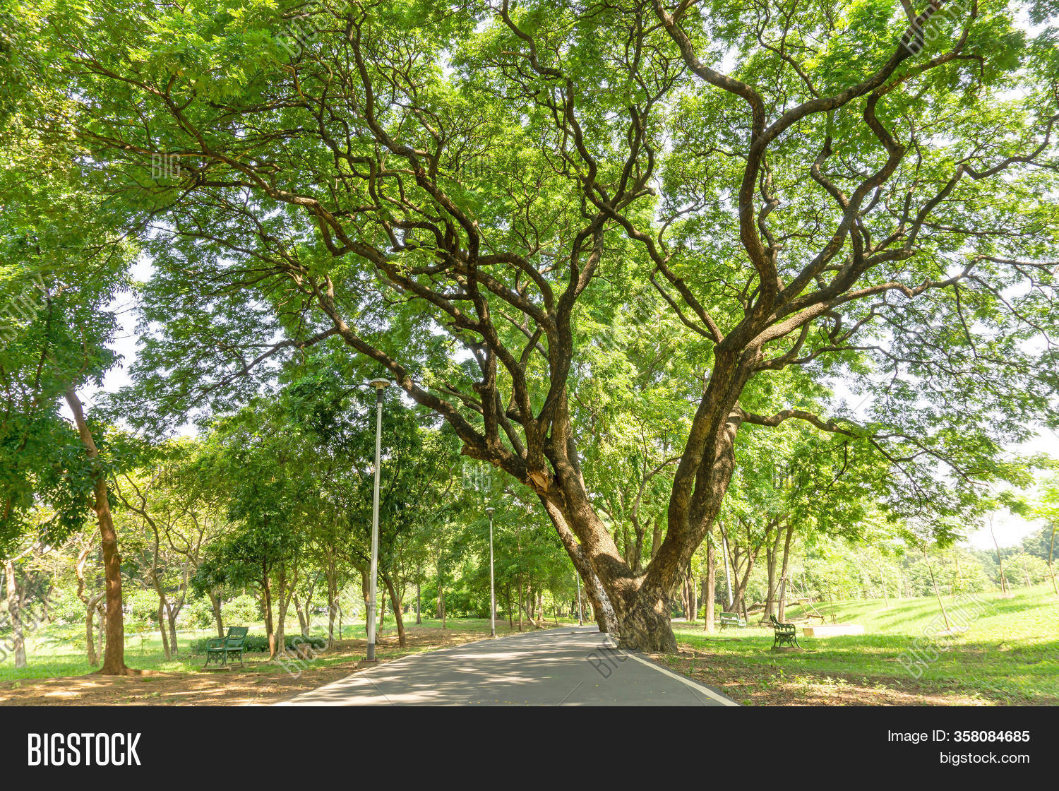 Greenery Leaves Image & Photo (Free Trial) | Bigstock