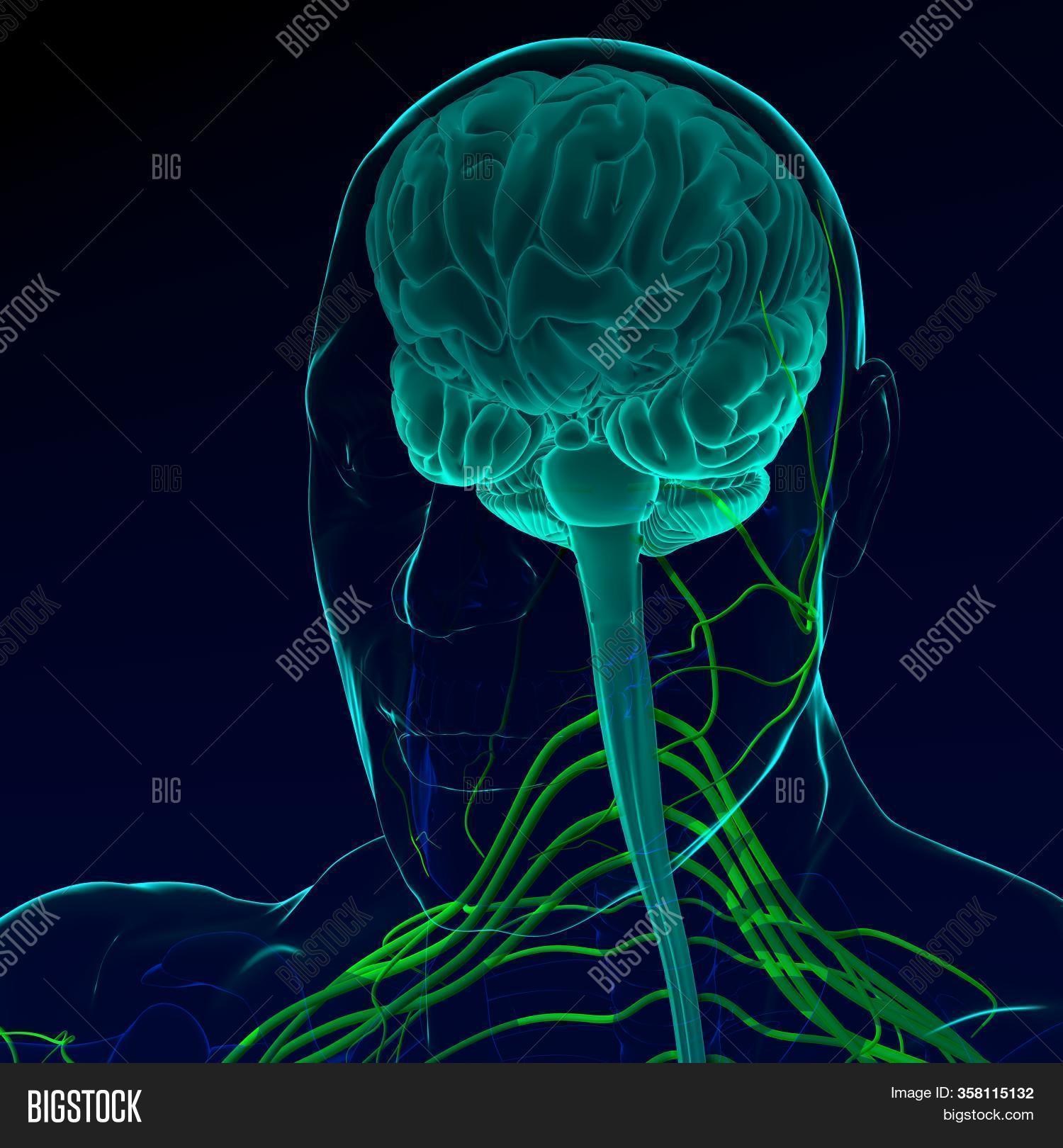 Brain Sends Messages Image & Photo (Free Trial) | Bigstock