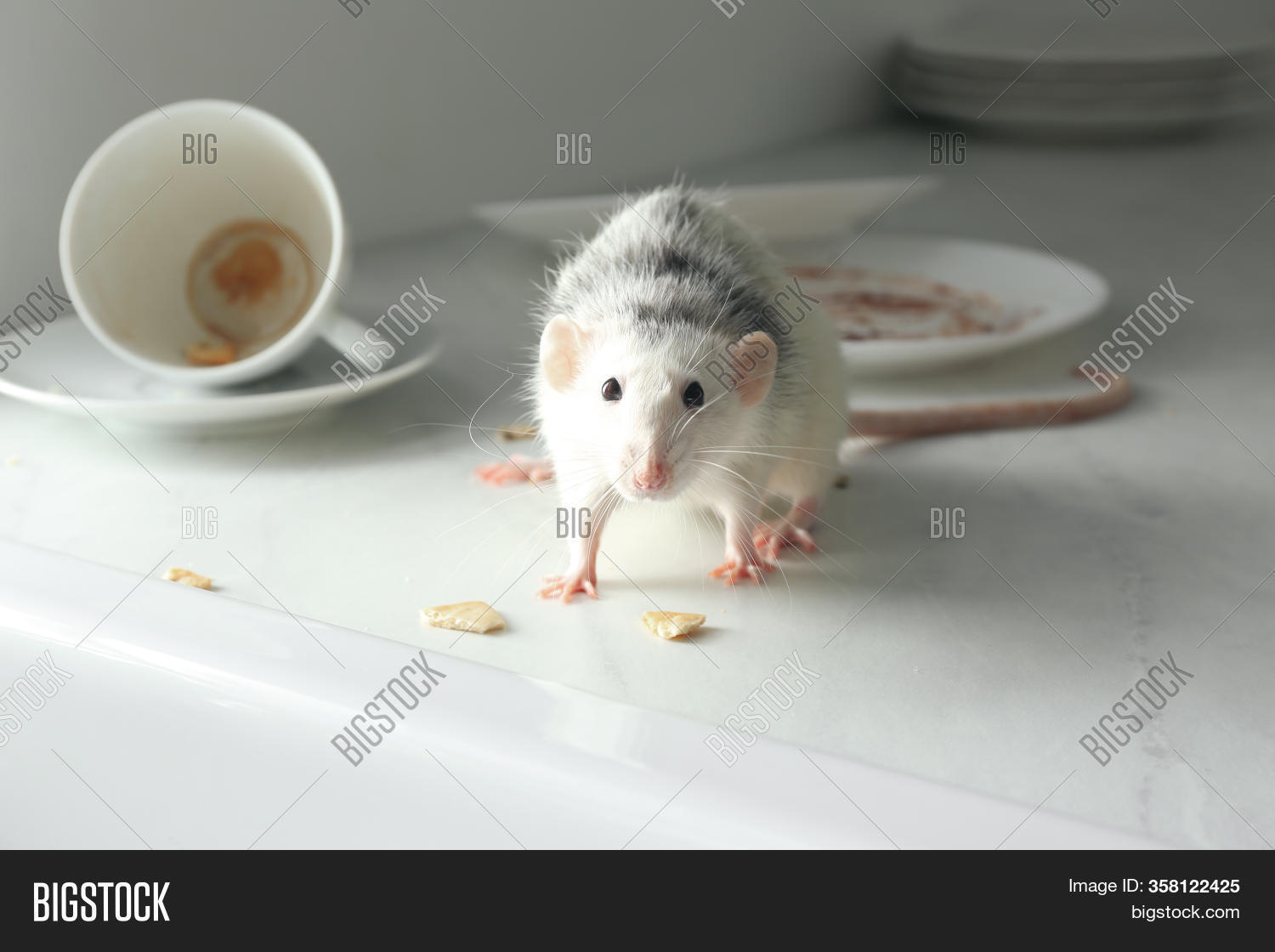 Rat Near Dirty Dishes Image & Photo (Free Trial) | Bigstock