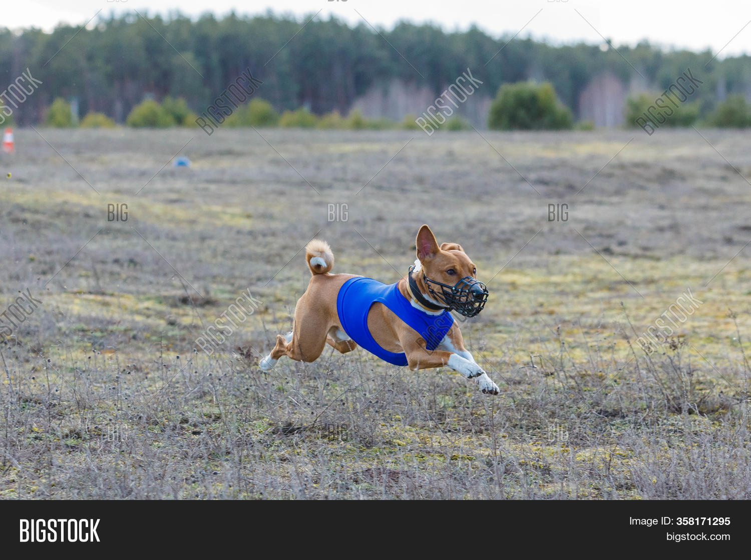 Dogs Runs Field Image & Photo (Free Trial) | Bigstock