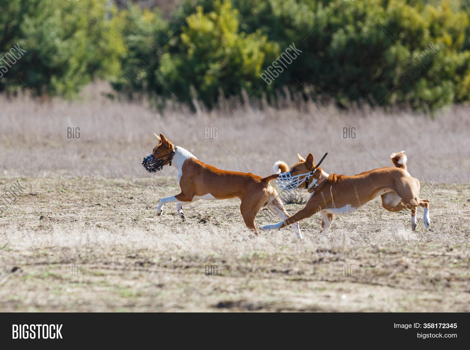 Dogs Runs Field Image & Photo (Free Trial) | Bigstock