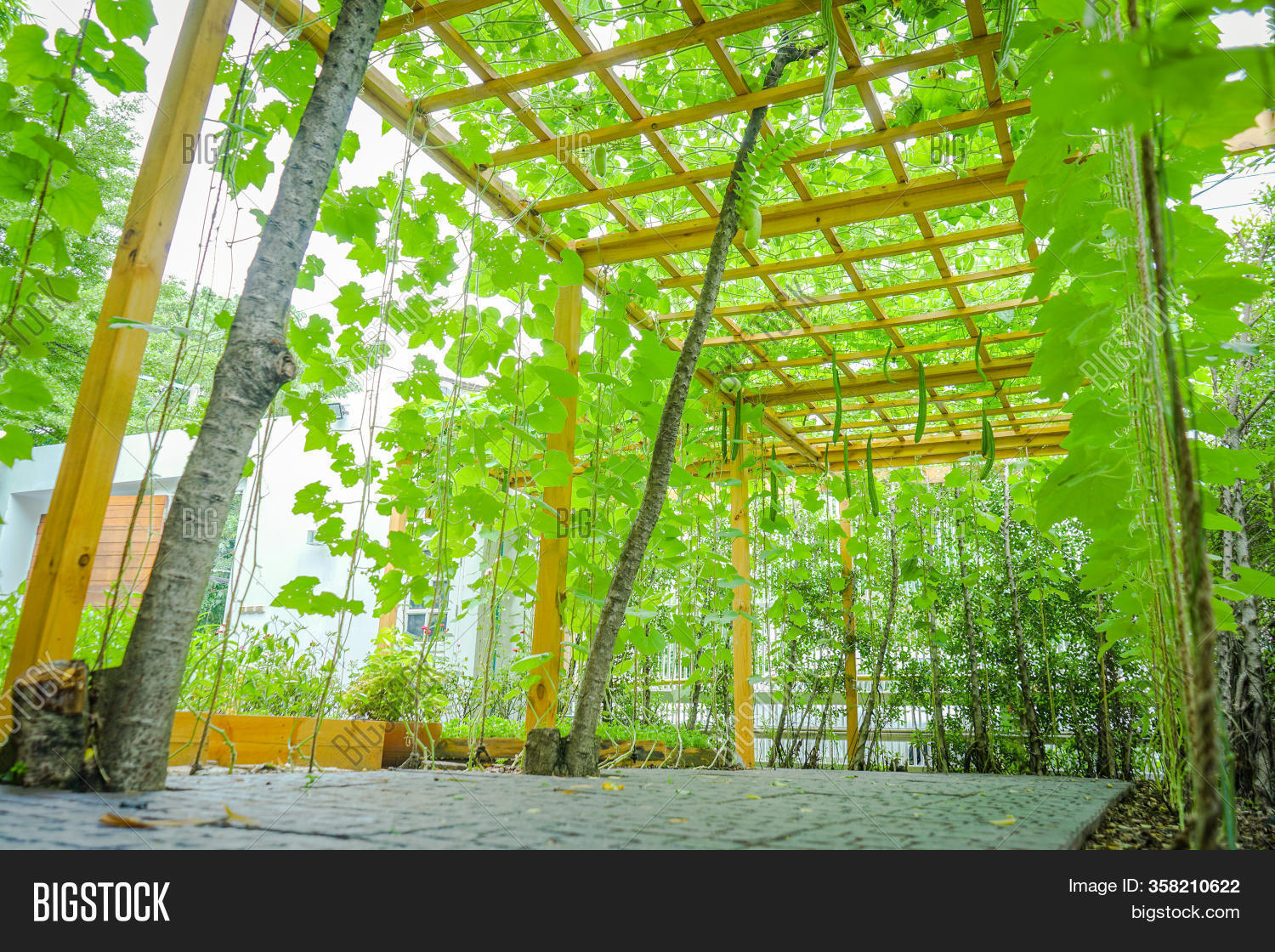 Manmade Nature Vines Image & Photo (Free Trial) | Bigstock