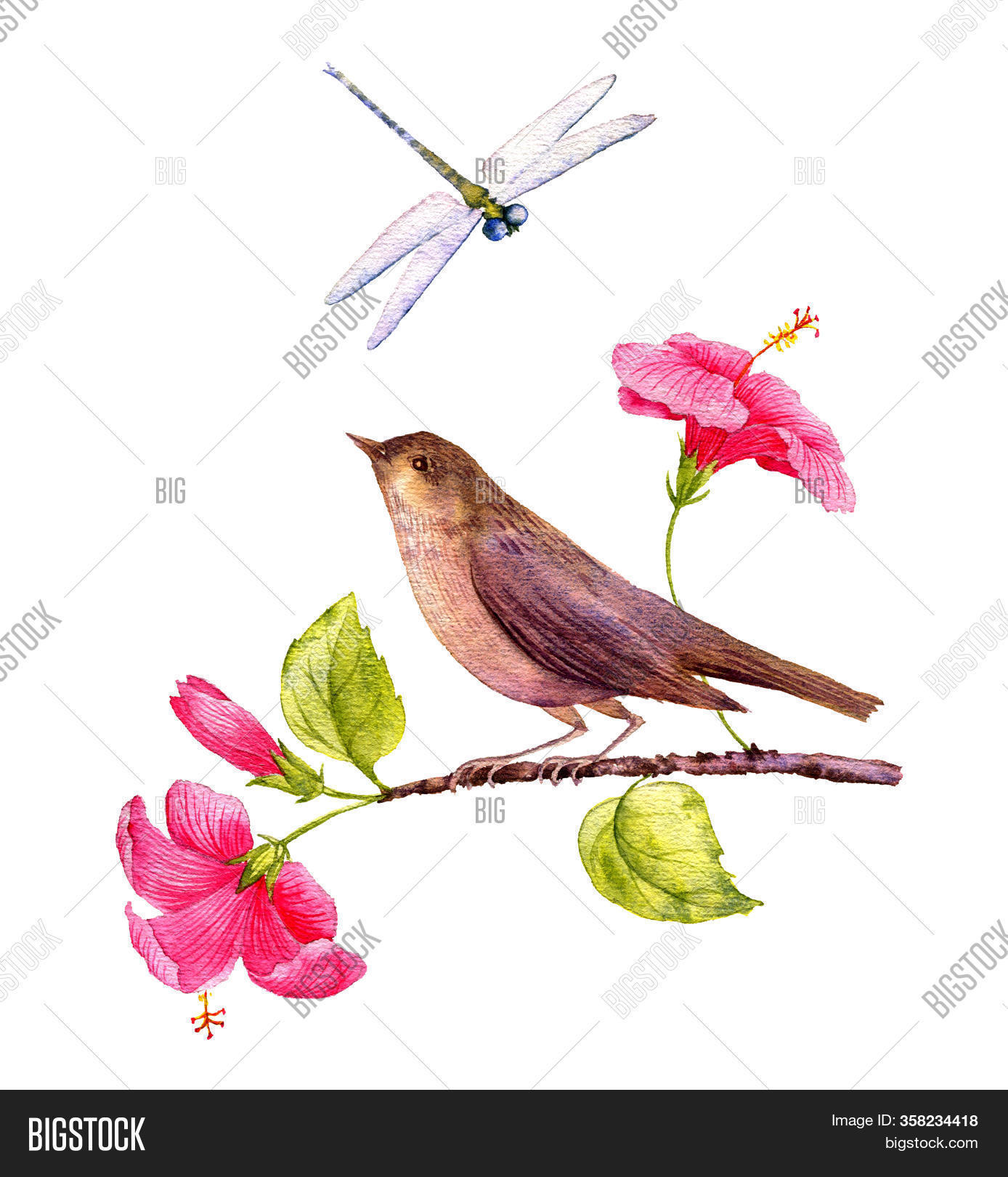 Nightingale Bird Image & Photo (Free Trial) | Bigstock