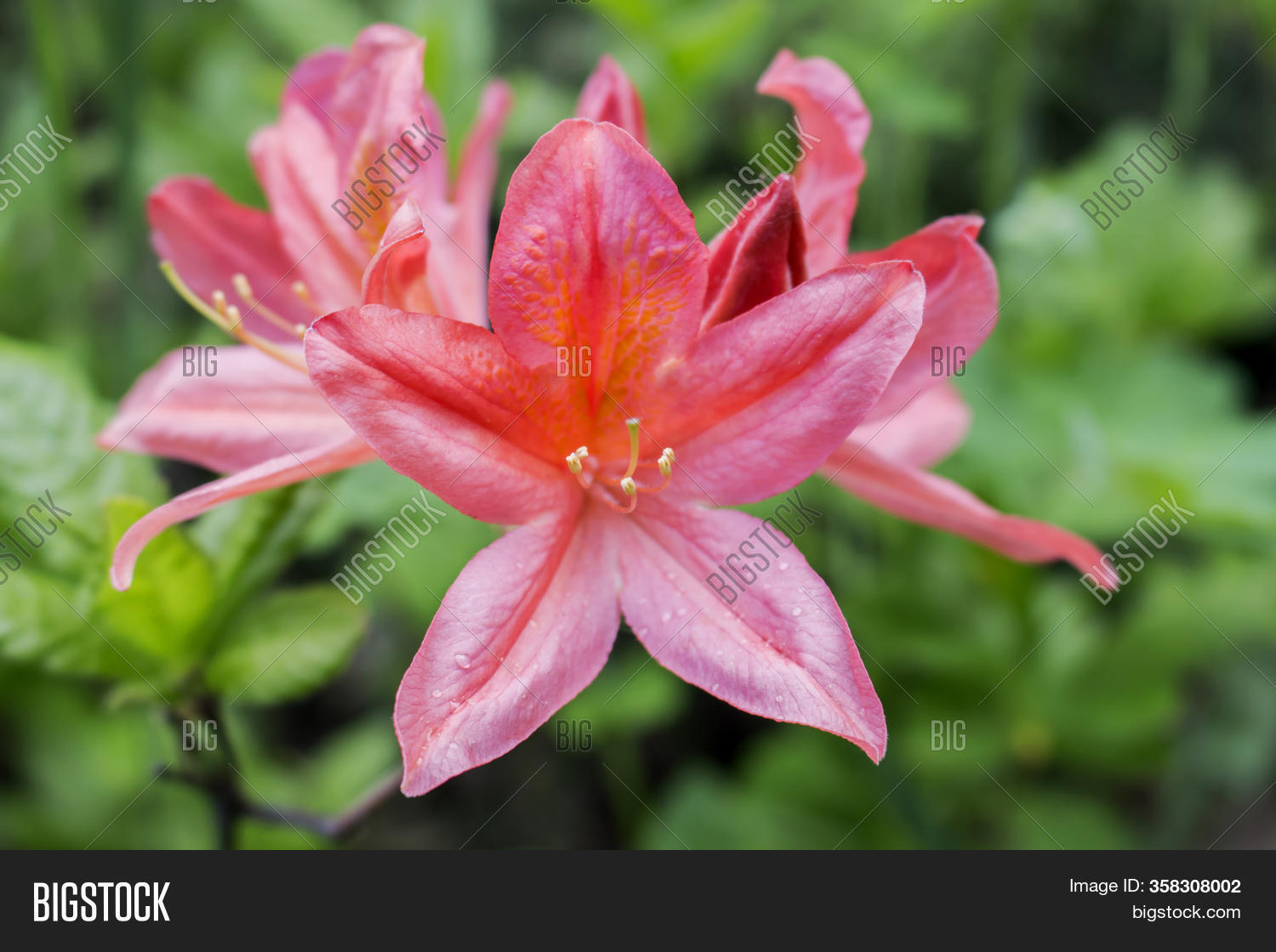 Garden Pink Lily, Image & Photo (Free Trial) | Bigstock