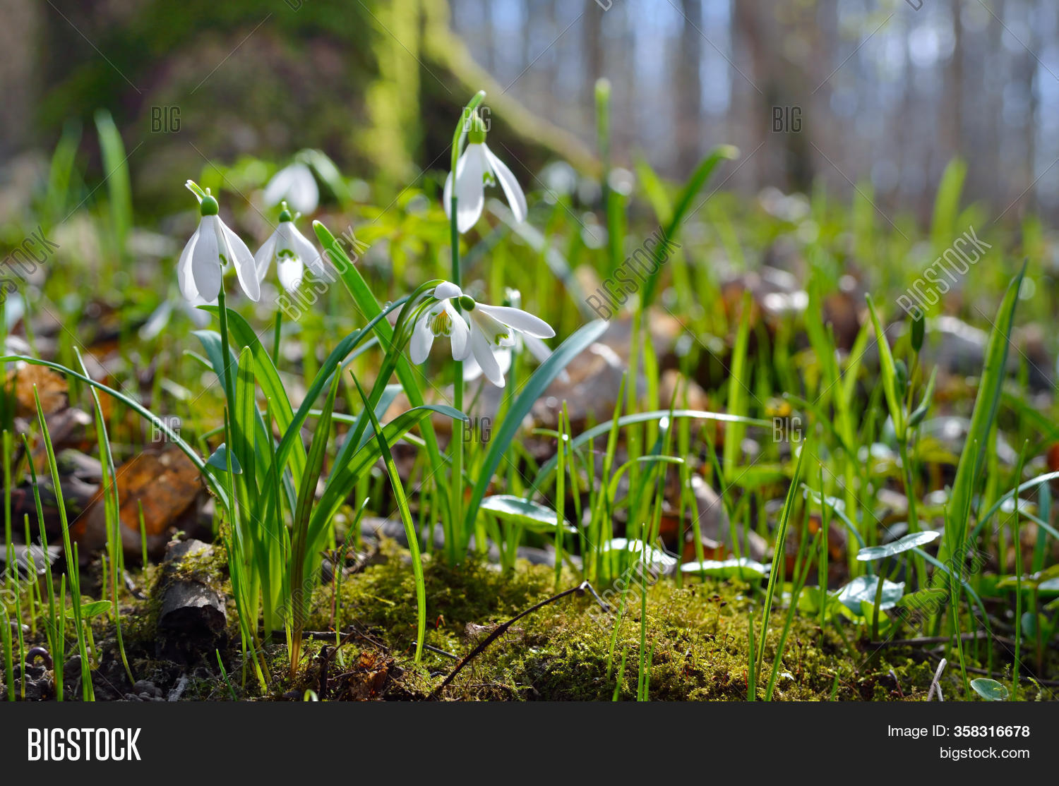 First Snowdrops Forest Image & Photo (Free Trial) | Bigstock