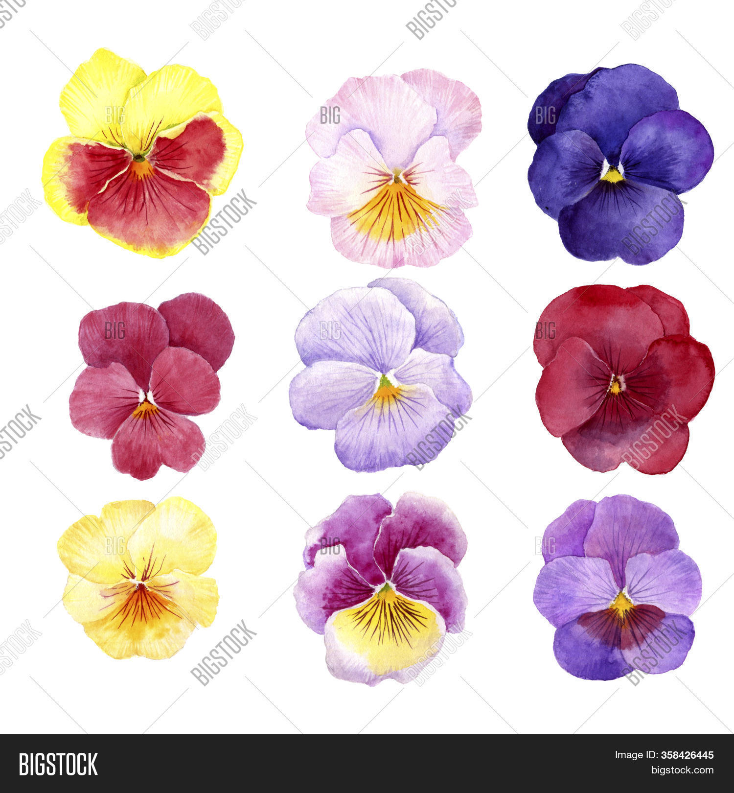 Pansy Flowers Drawing Image & Photo (Free Trial) | Bigstock