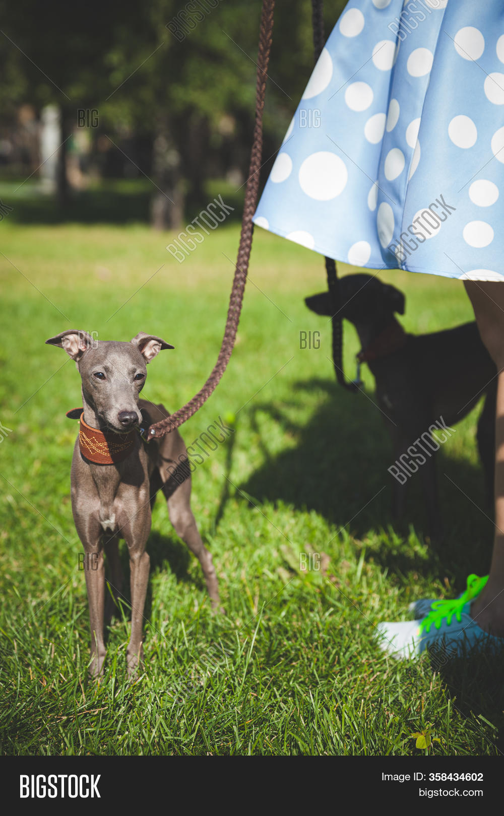 Close- Dog Italian Image & Photo (Free Trial) | Bigstock