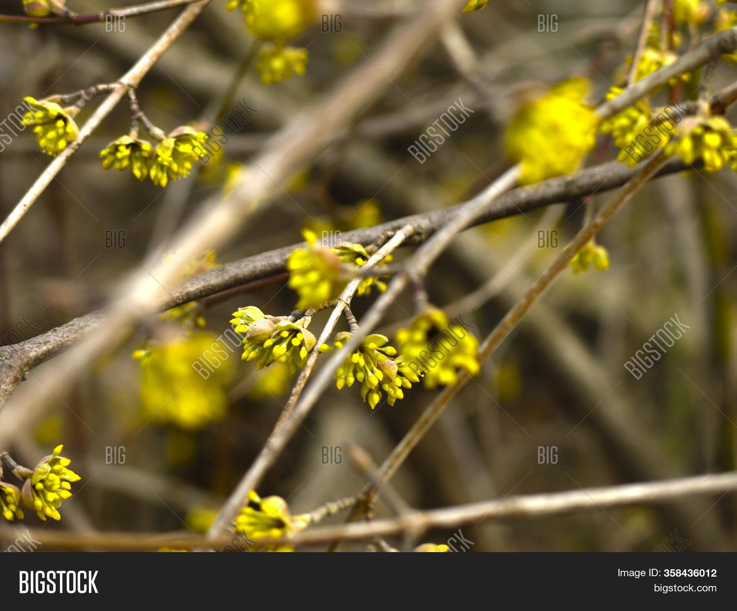 Shrub Small Yellow Image & Photo (Free Trial) | Bigstock